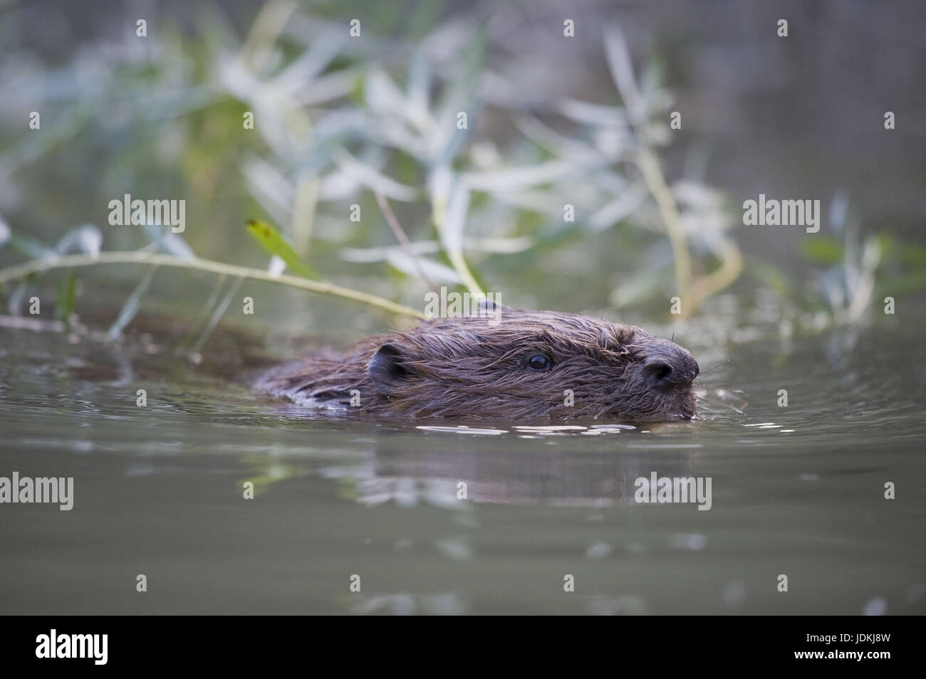 Beavers, Castoridae, rodents, Rodentia, mammals Stock Photo - Alamy