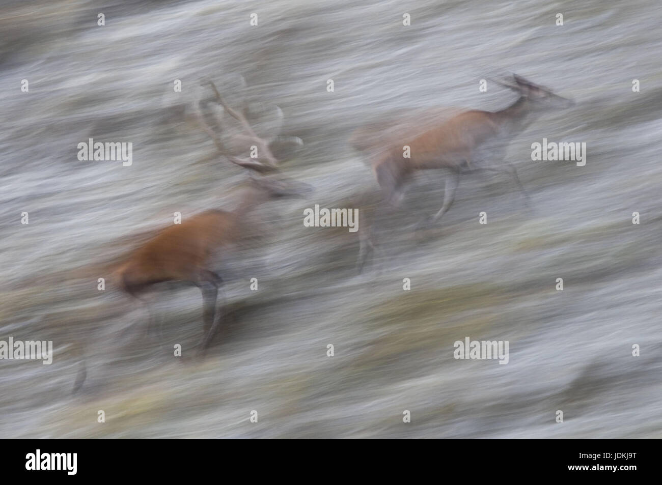 Artiodactyla, movement, rutting season, Cervidae, Cervinae, real deer ...