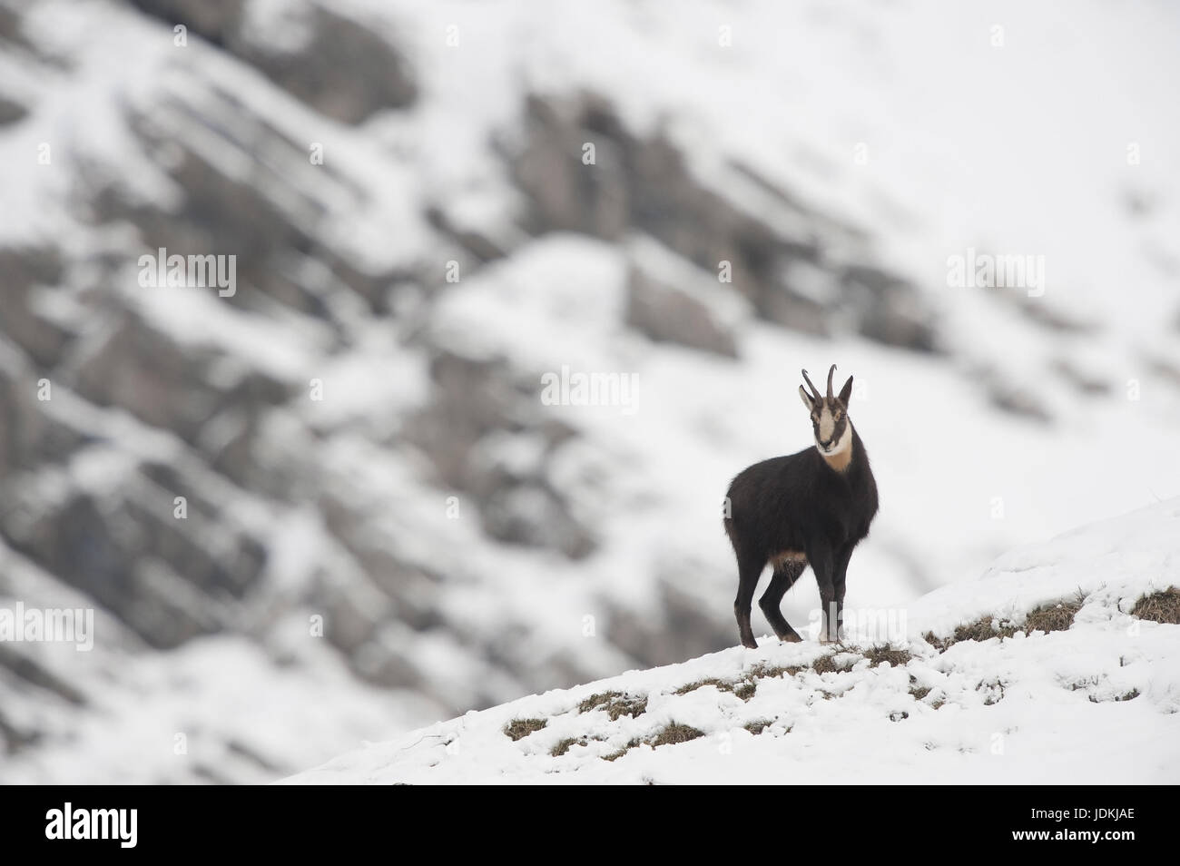 The Alps, nightmare animals, Artiodactyla, Bovidae, Caprinae, G?msen ...