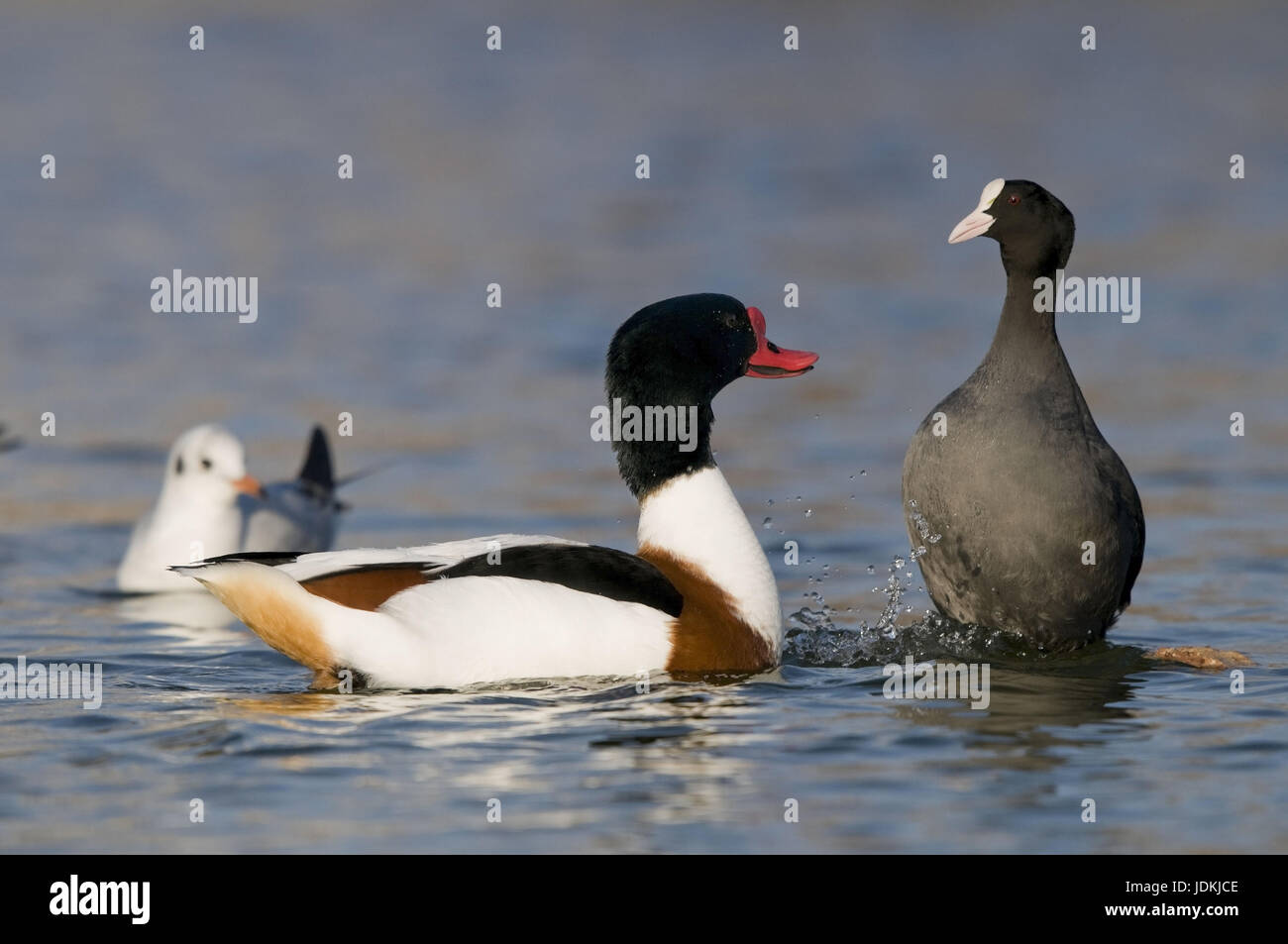 Fire goose hi-res stock photography and images - Alamy