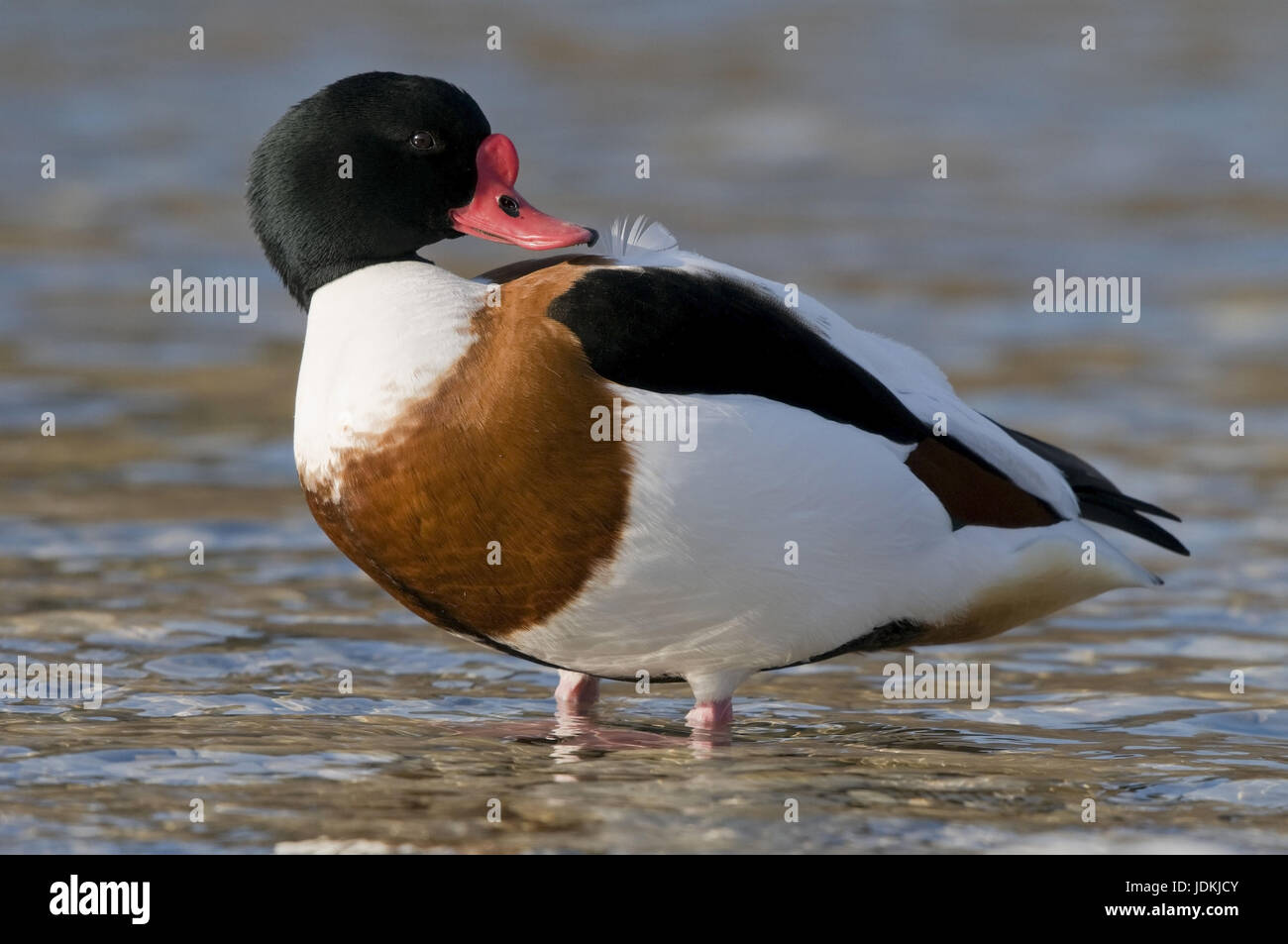Fire goose, Tadorna tadorna, Common Shelduck, a fire goose little man ...