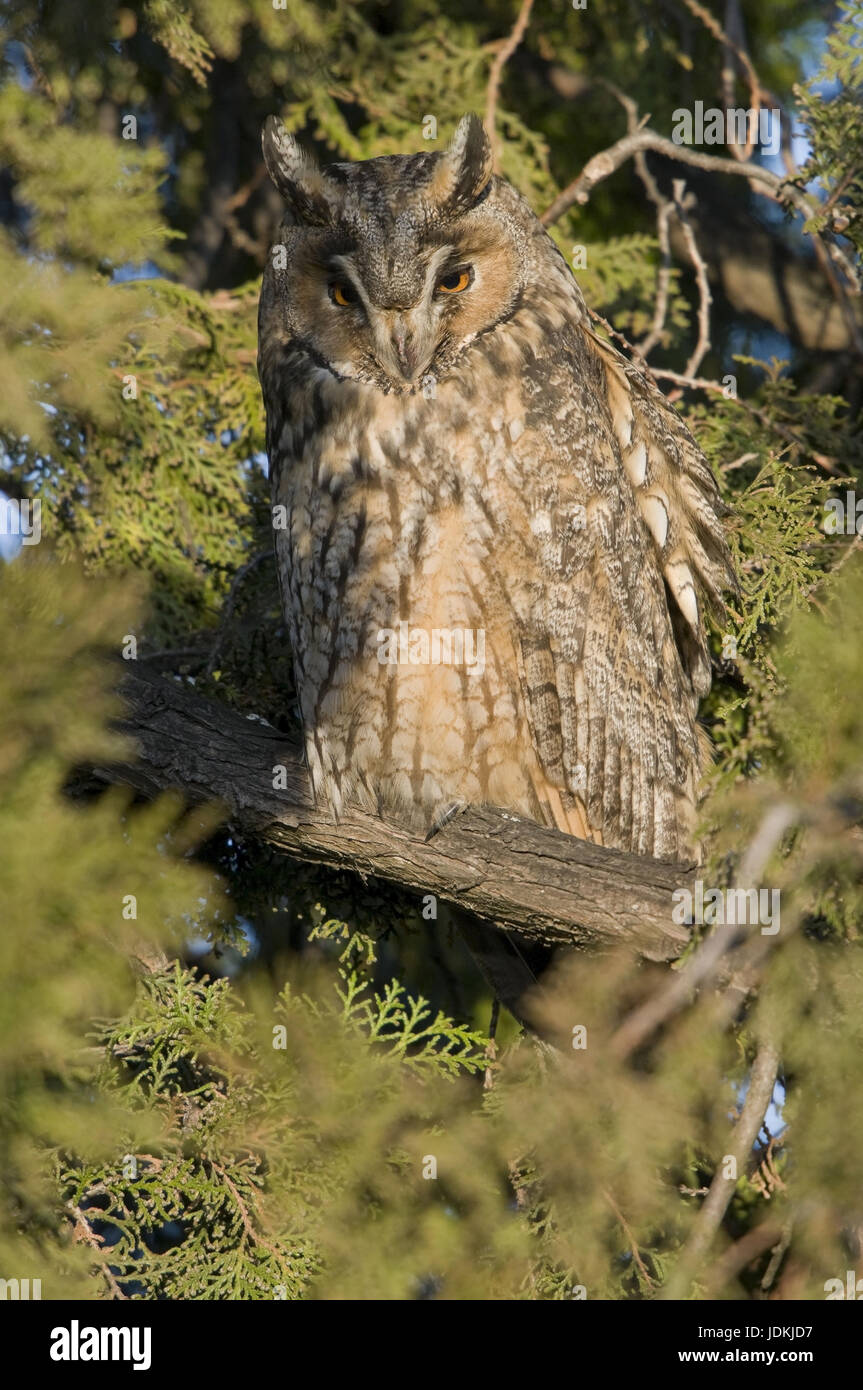 Real owls, owls, Strigidae, Strigiformes, birds Stock Photo - Alamy
