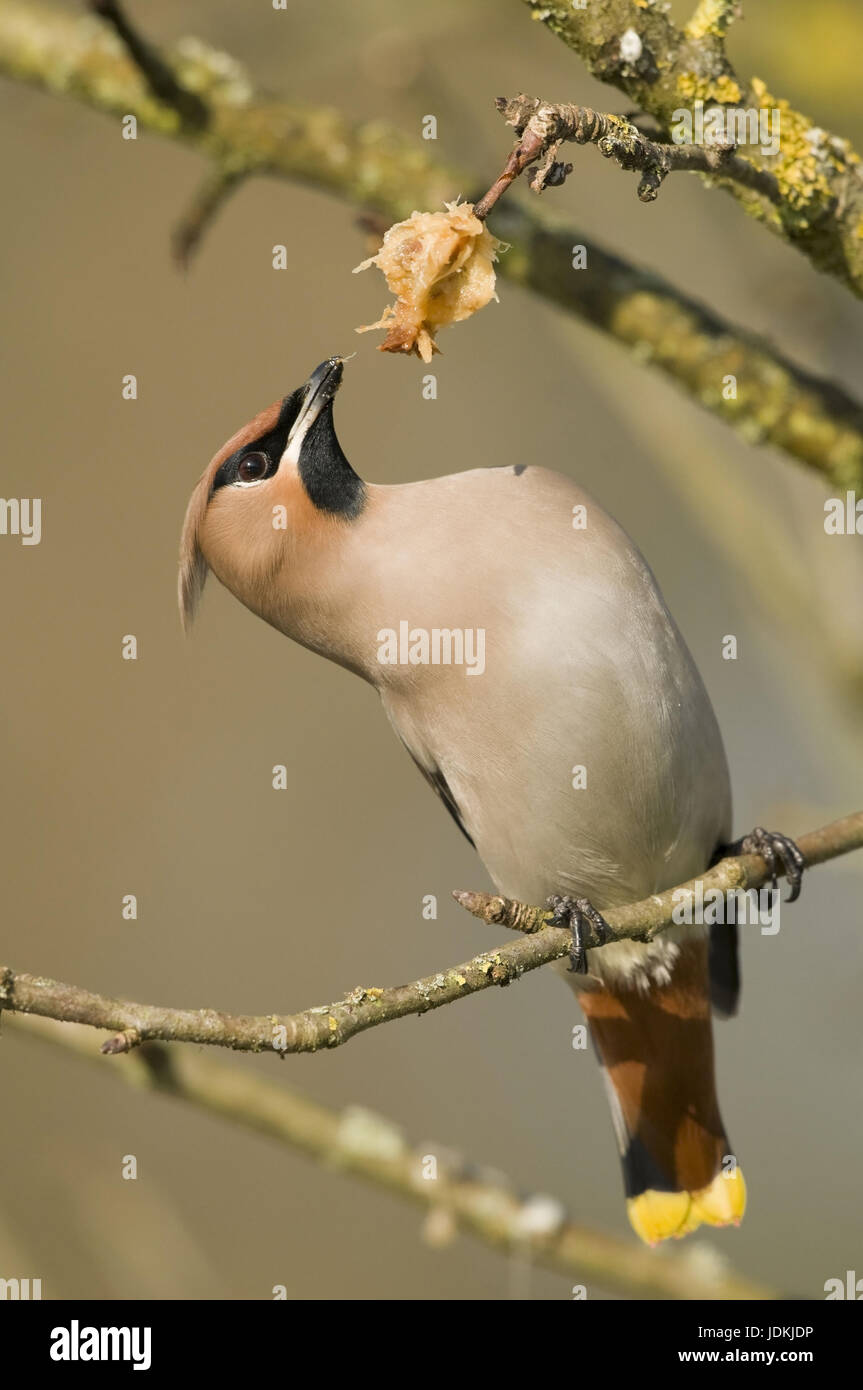 Passeri sperlingsvogel hi-res stock photography and images - Alamy