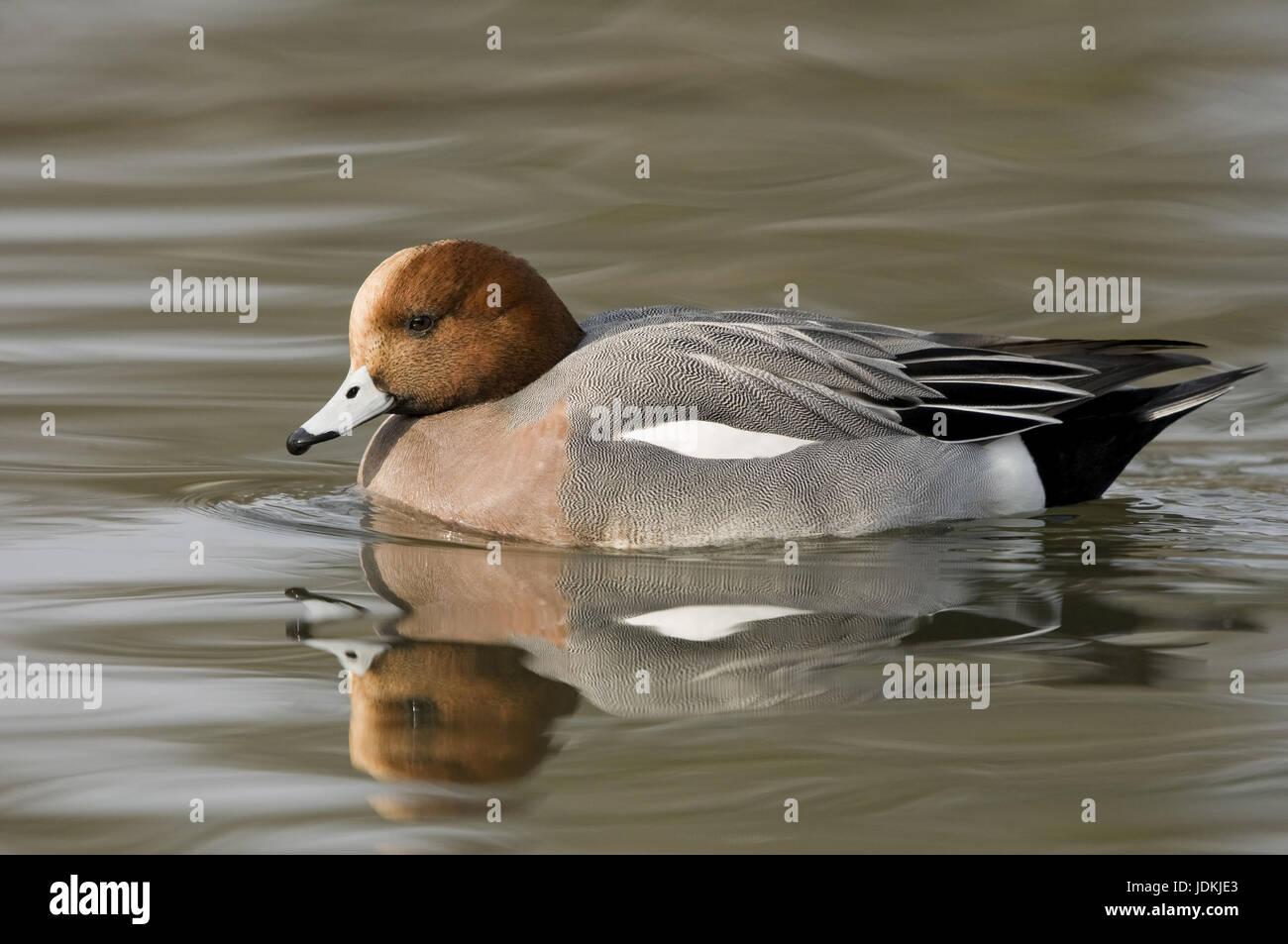 Bombycillidae, Passeri, Passeriformes, silk tails, songbirds, sparrow's ...