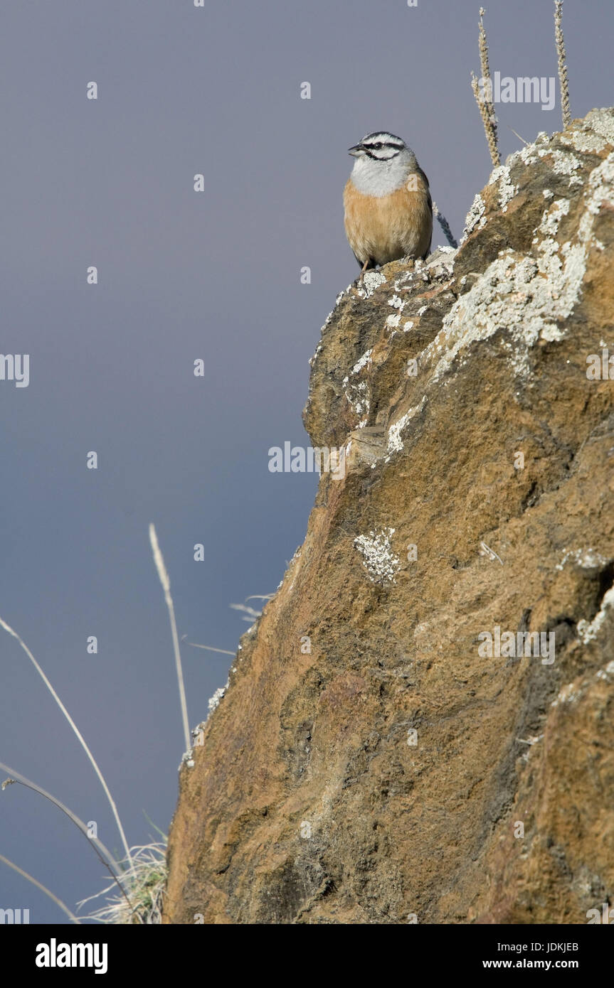 Passeri sperlingsvogel hi-res stock photography and images - Alamy