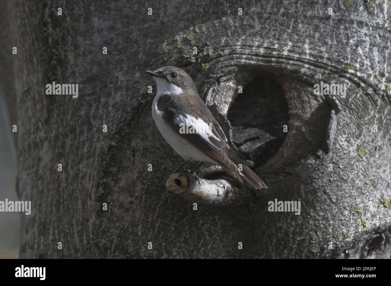 Aviation flycatcher, insectivore, Muscicapidae, Passeri, Passeriformes ...