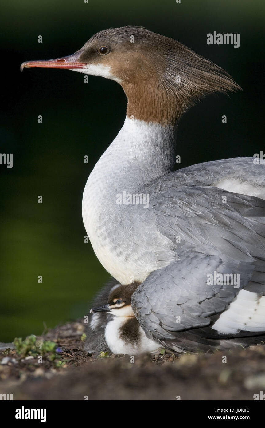 Spring security hi-res stock photography and images - Alamy