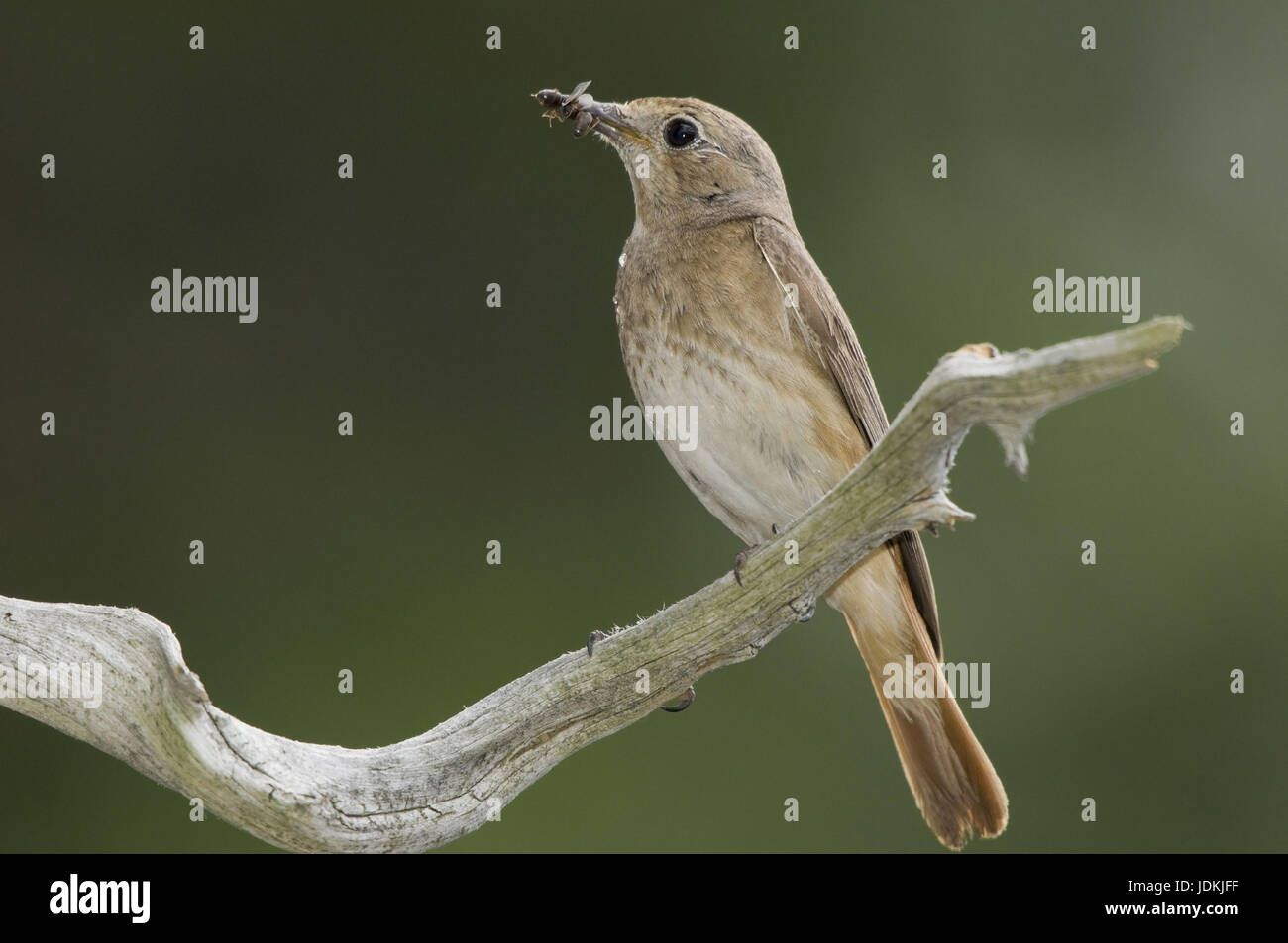 Aviation flycatcher, insectivore, Muscicapidae, Passeri, Passeriformes ...