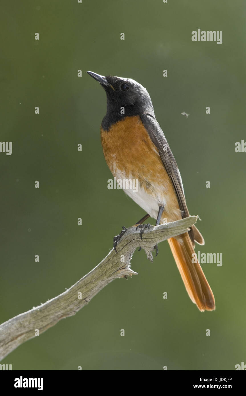 Aviation flycatcher, insectivore, Muscicapidae, Passeri, Passeriformes ...
