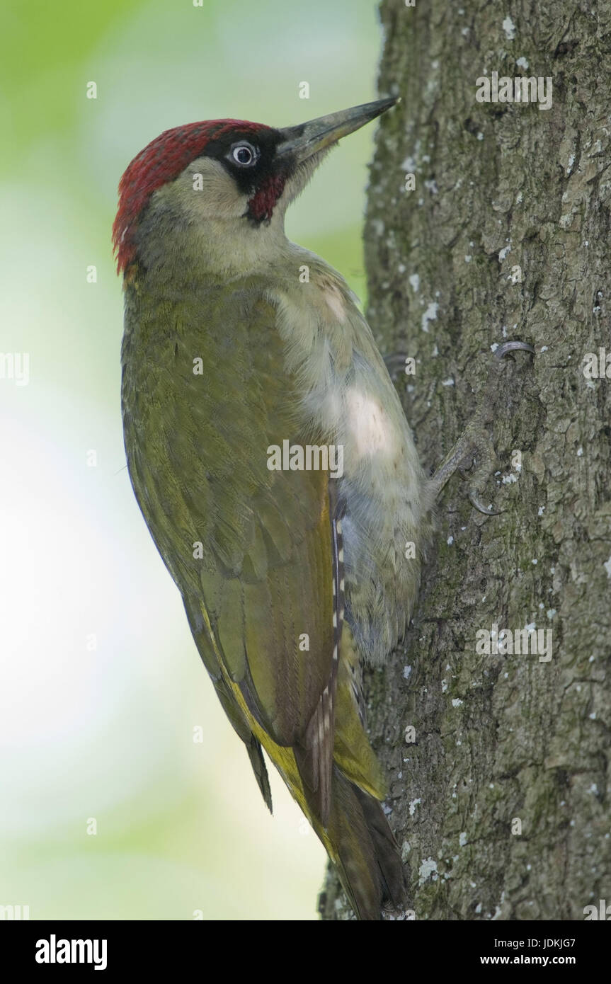 Real woodpeckers, Picidae, Piciformes, Picinae, woodpeckers, woodpecker ...