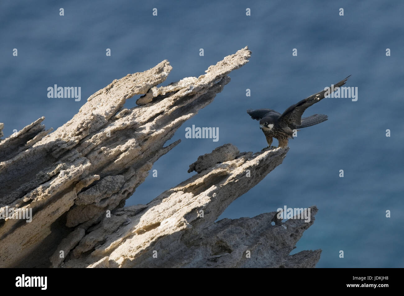 Falconidae, Falconiformes, Falconinae, falcon, falcon-like, birds of ...