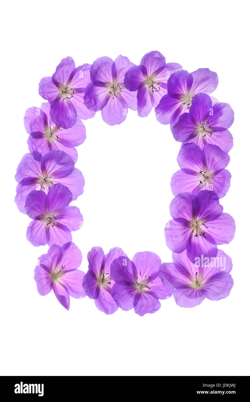Geranium frame isolated on a white background with space for text Stock ...