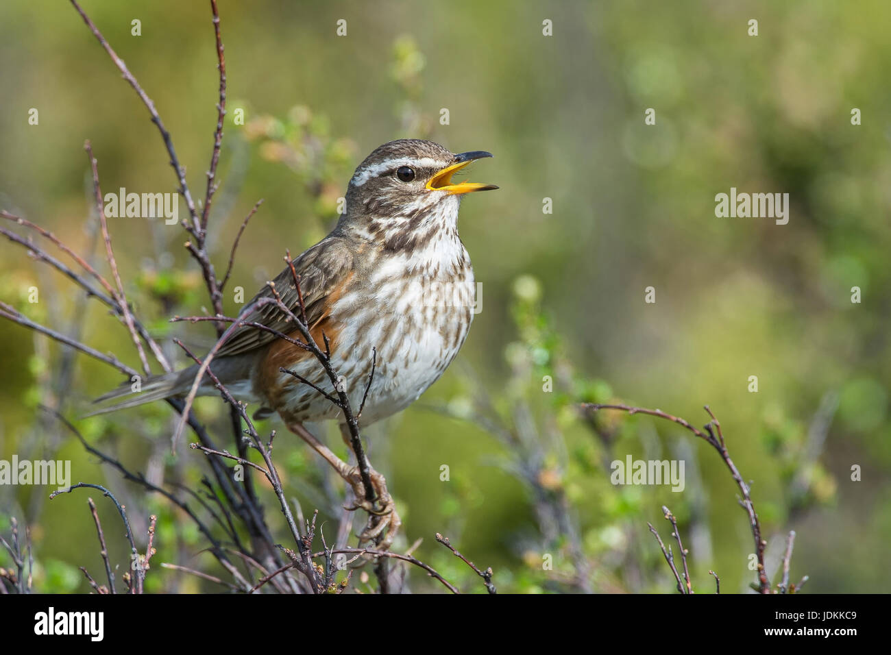 Rotdrossel (Turdus iliacus) Redwing Stock Photo - Alamy