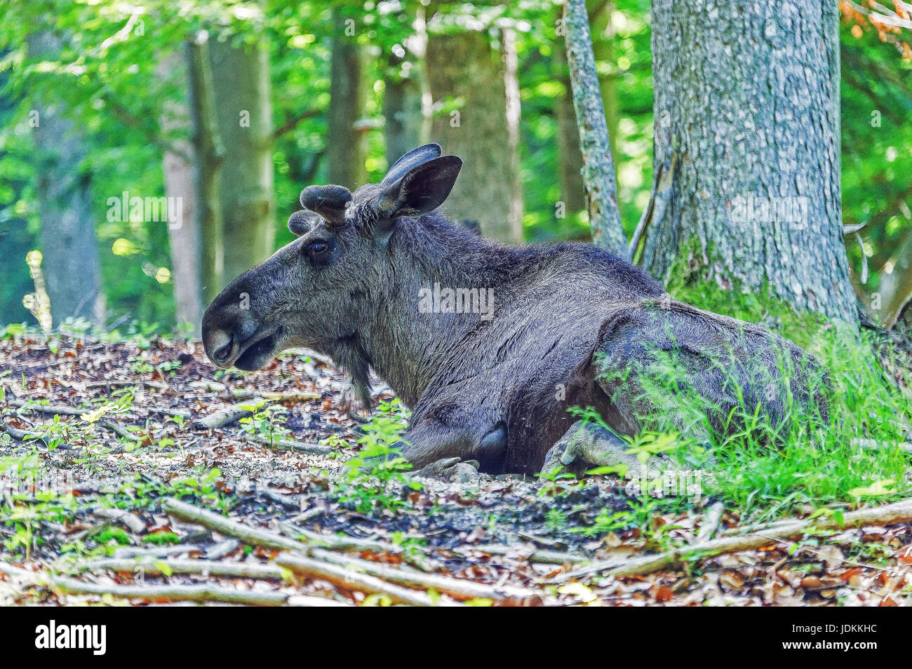 Elch (Alces alces Stock Photo - Alamy