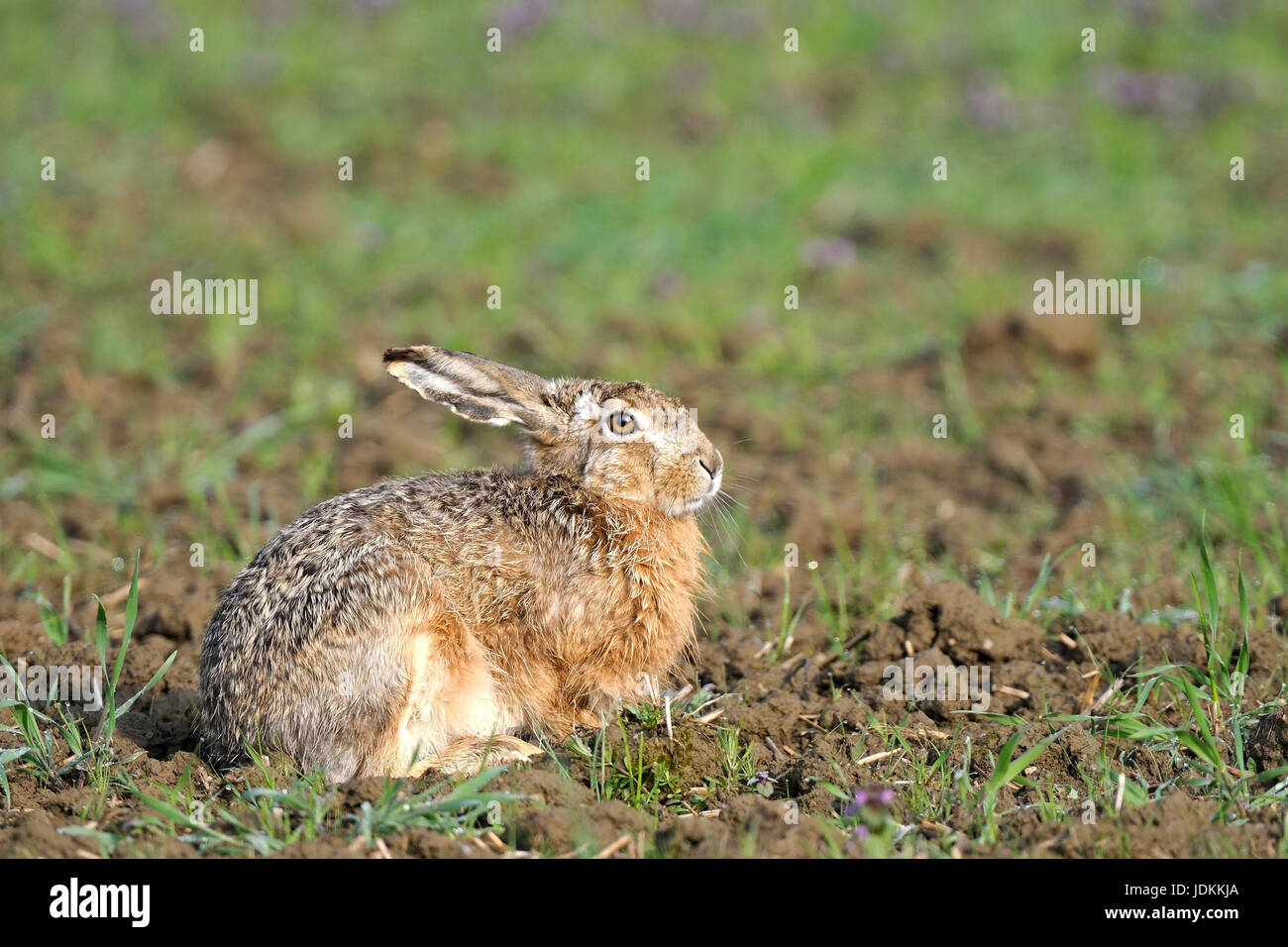 Feldhase, Lepus europaeus Stock Photo - Alamy