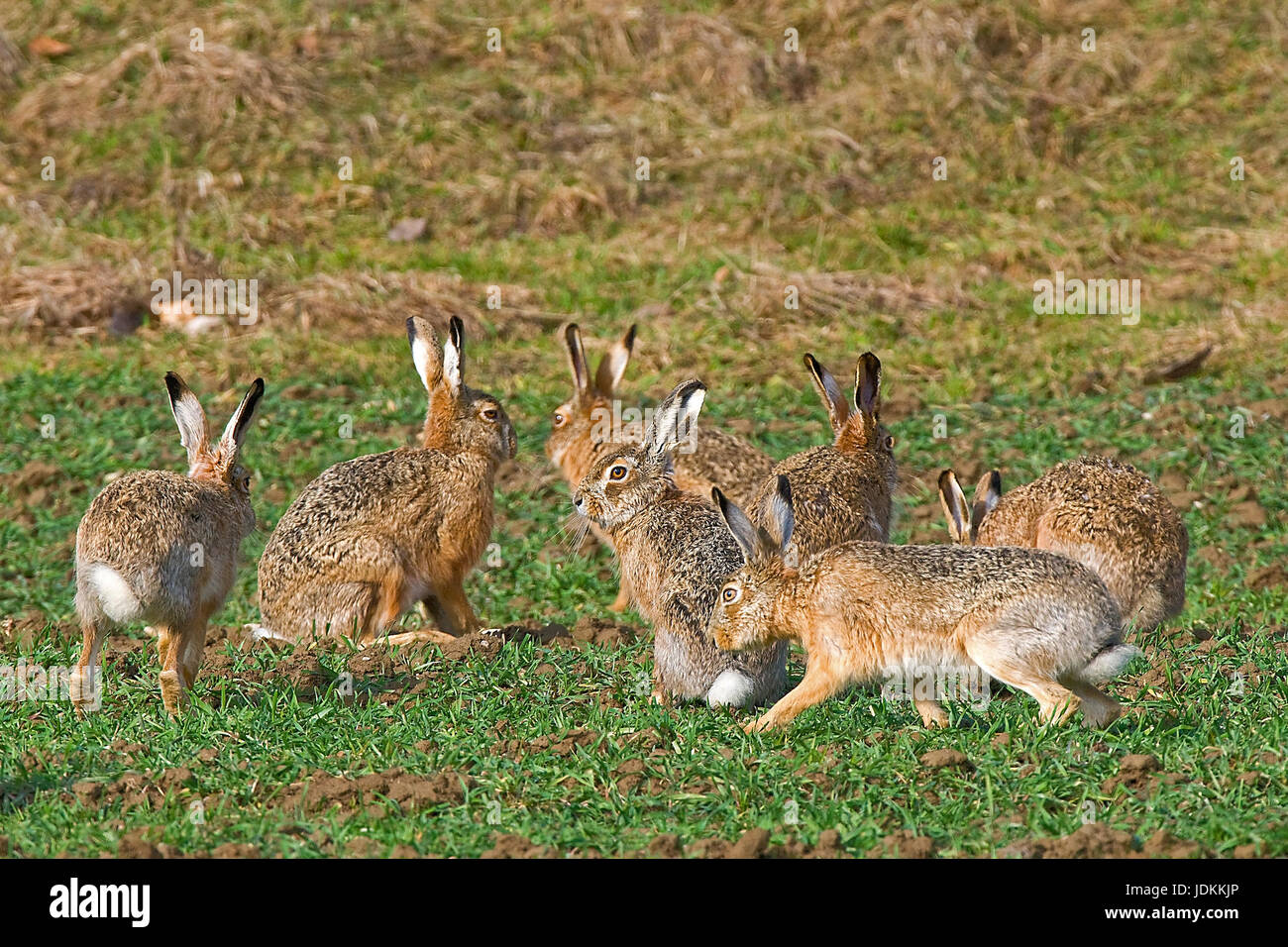 Feldhase, Lepus europaeus Stock Photo - Alamy