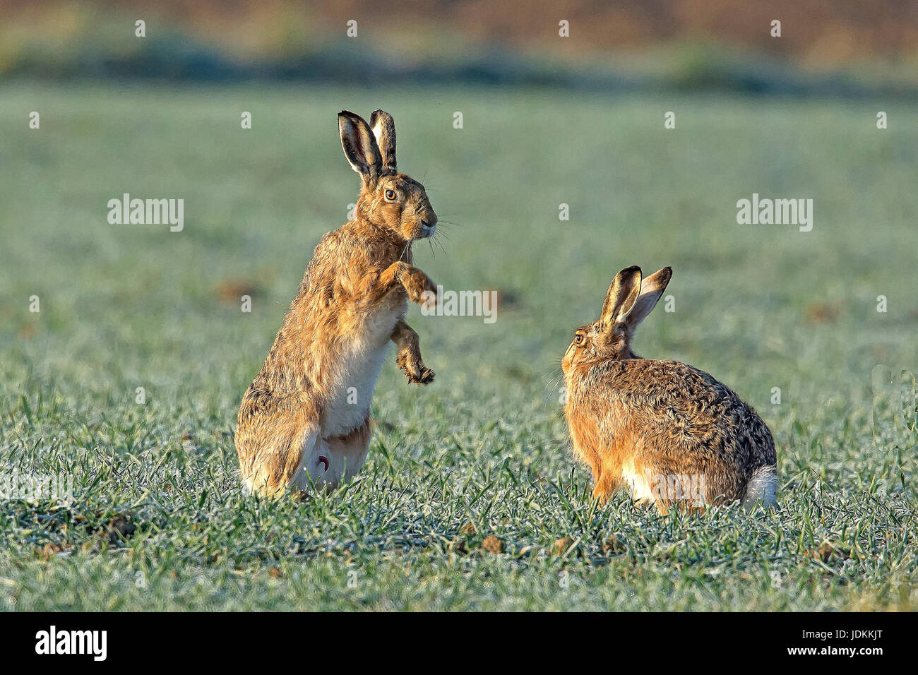 Feldhase, Lepus europaeus Stock Photo - Alamy