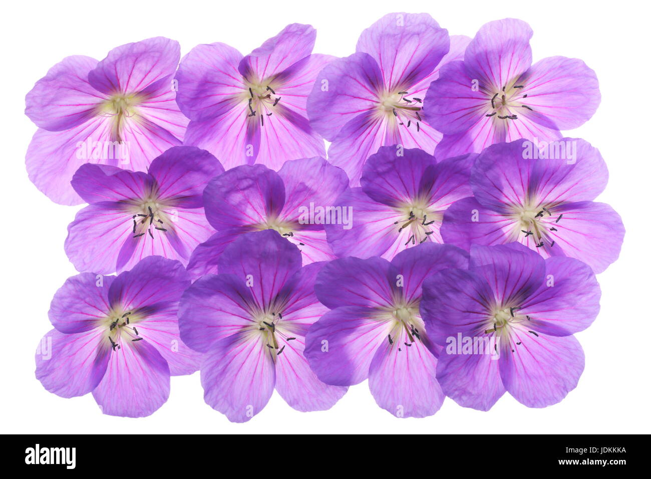 An abundance of geraniums on a white background Stock Photo - Alamy