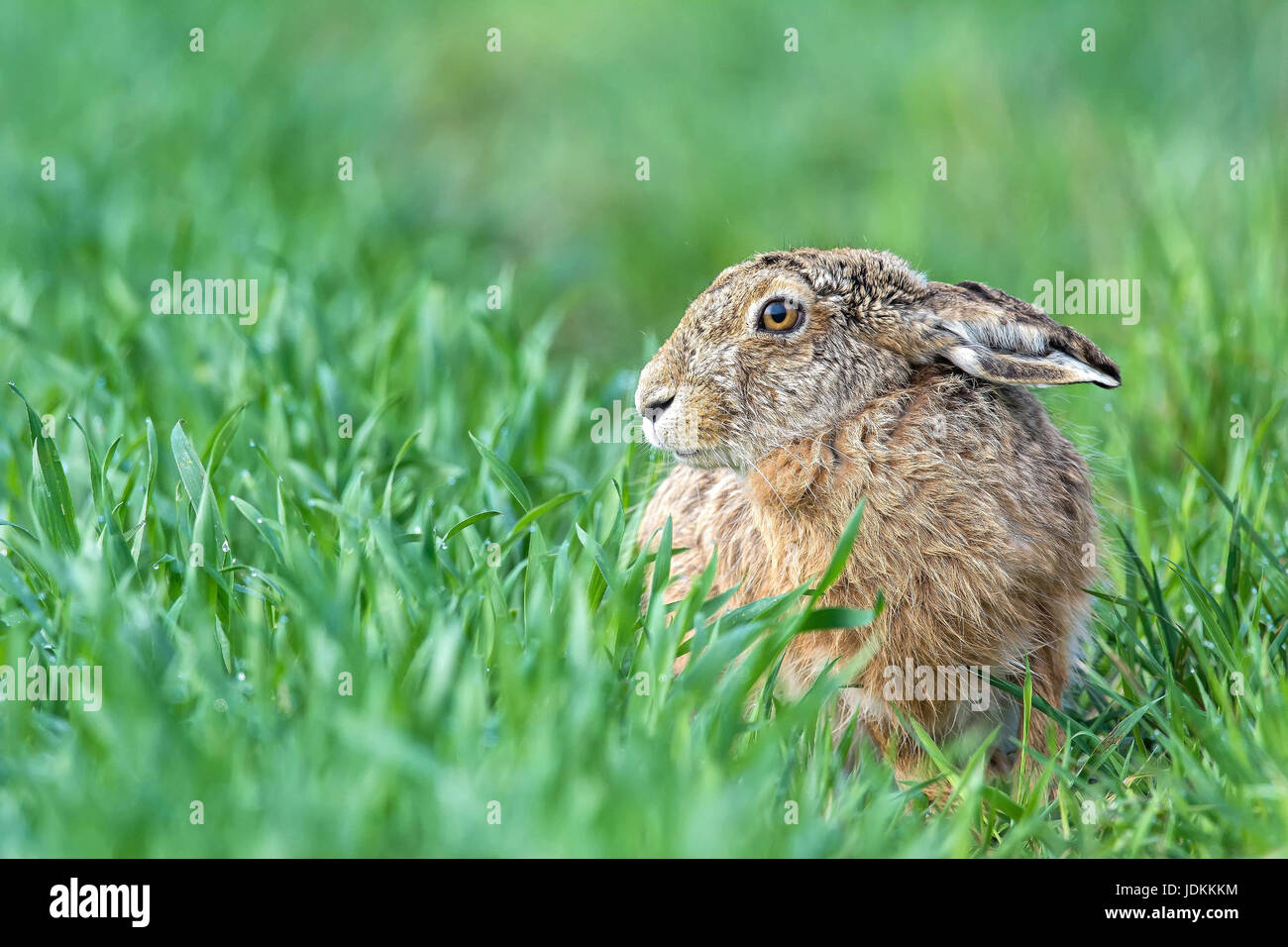 Feldhase, Lepus europaeus Stock Photo - Alamy