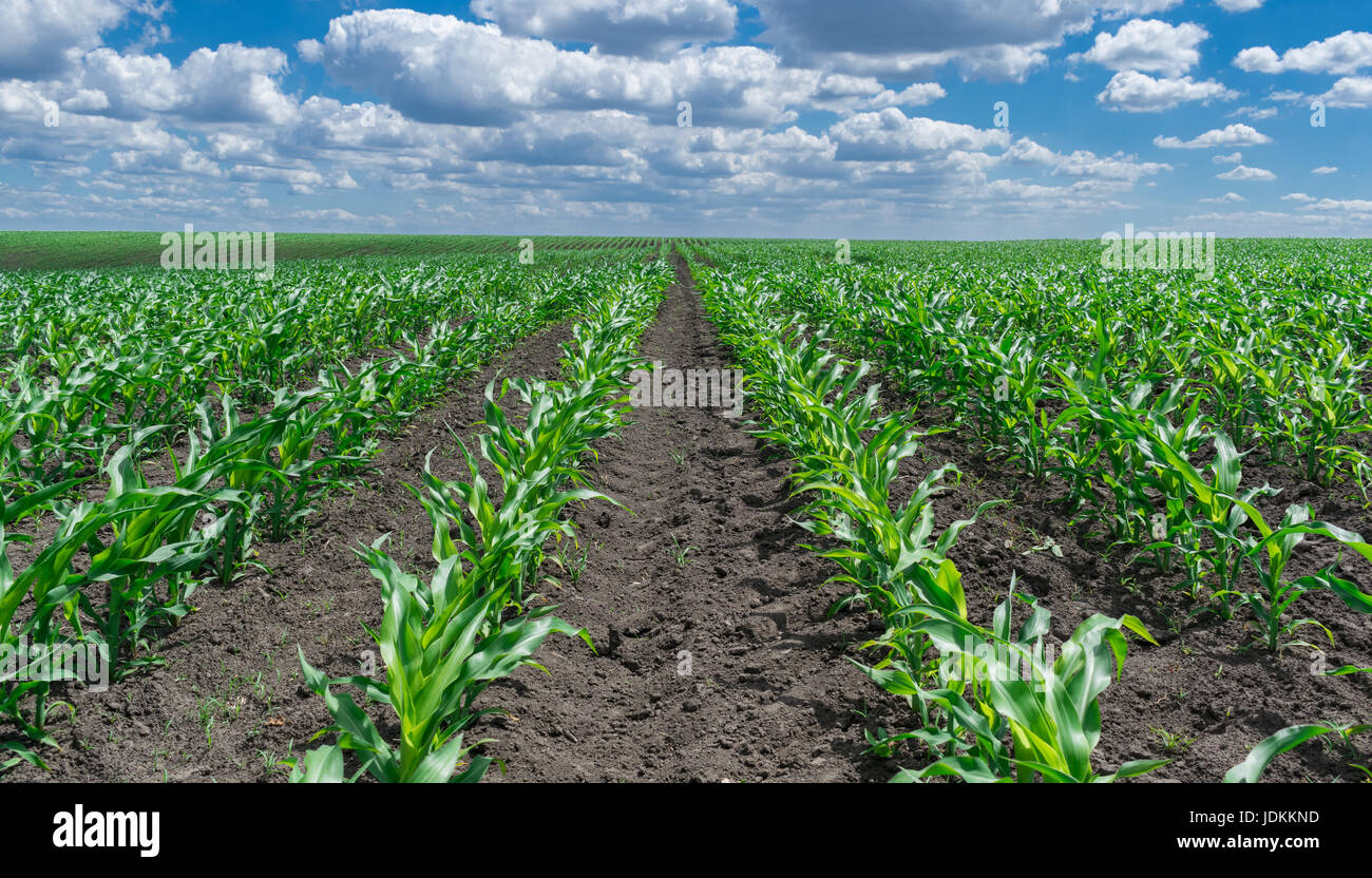 Rows of corn on the field in early summer Stock Photo - Alamy