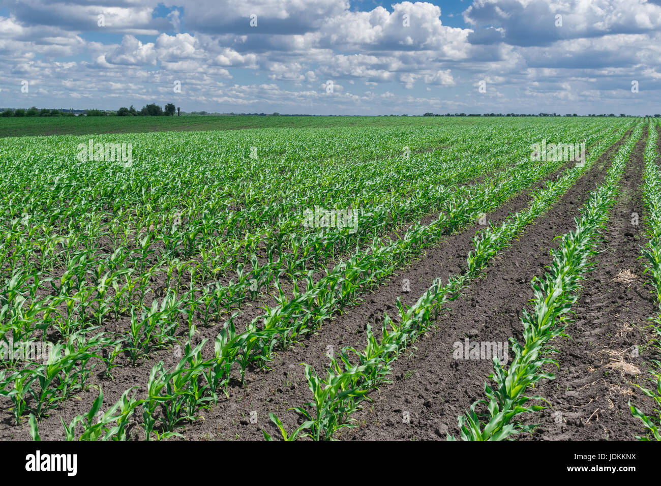 Rows of corn on the field in early summer Stock Photo - Alamy
