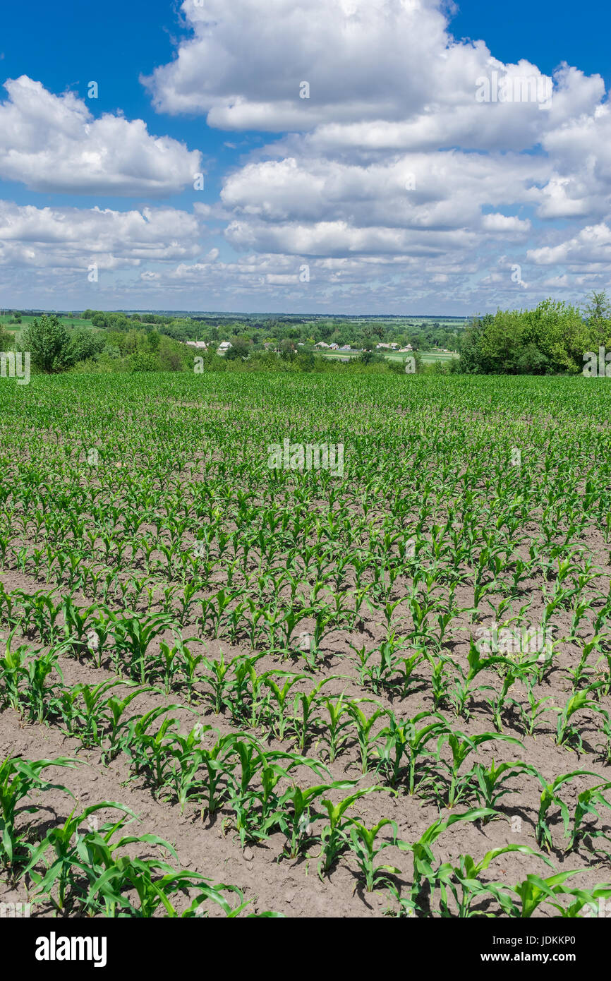Rows of corn on the field in early summer Stock Photo - Alamy