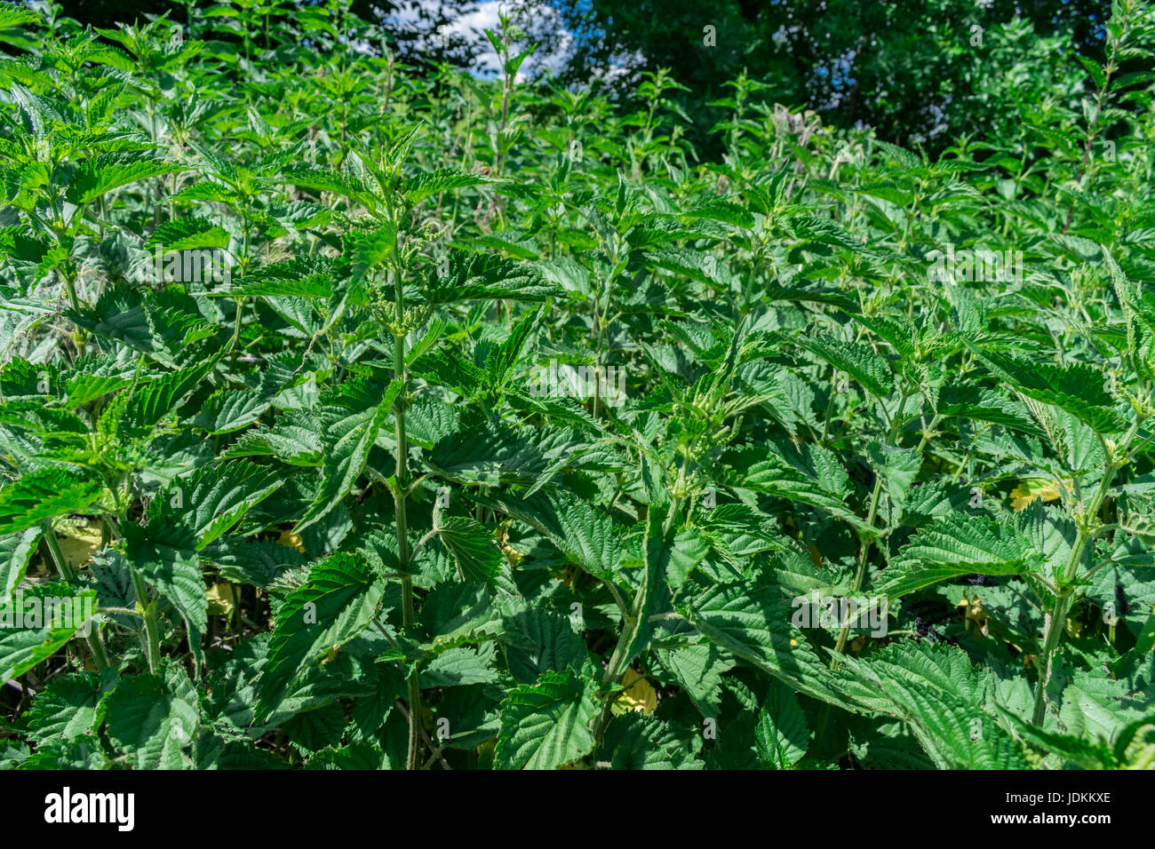 Wild nettles growing by the forest Stock Photo - Alamy