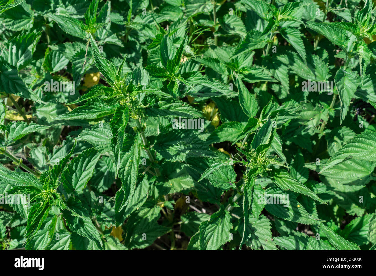 Wild nettles growing by the forest Stock Photo - Alamy