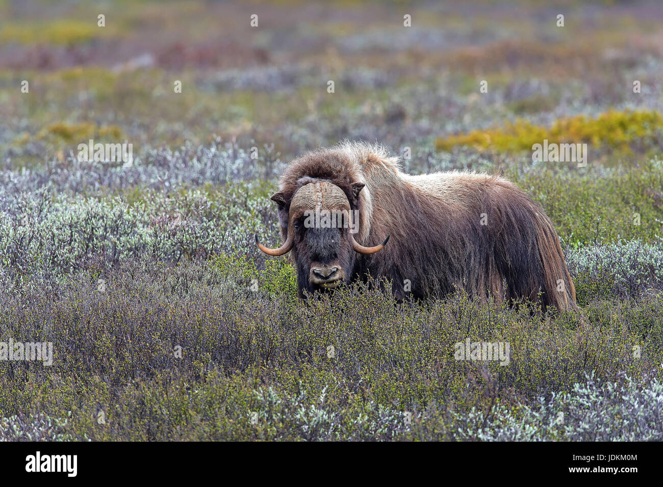 Moschusochse (Ovibos moschatus) muskox Stock Photo - Alamy