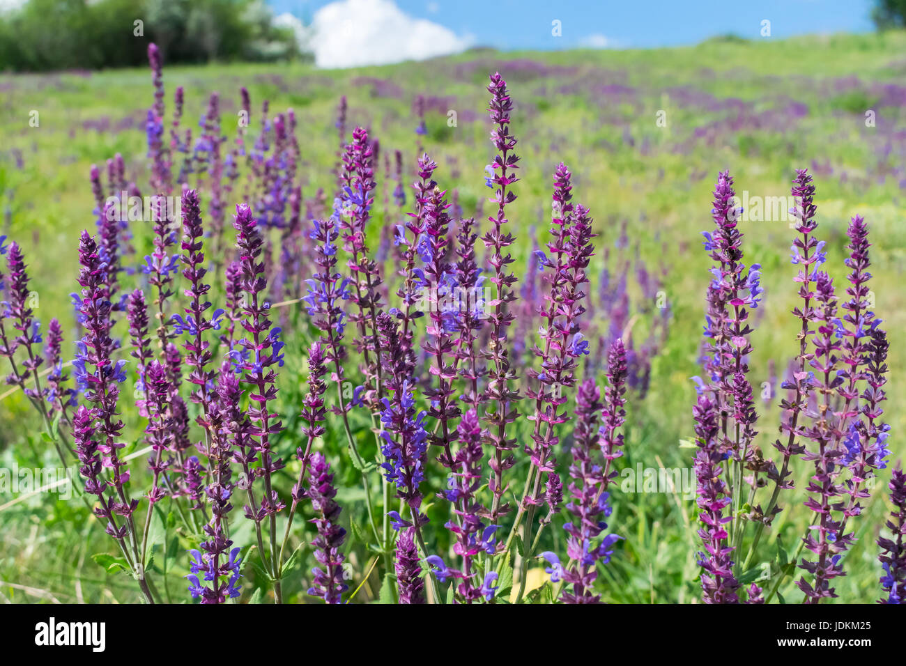 Wild sage growing on the hill in summer Stock Photo - Alamy