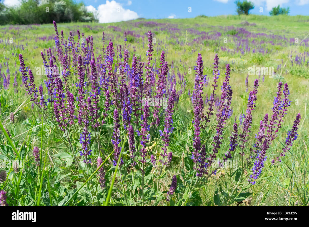 Sage plant growing outdoors hi-res stock photography and images - Alamy