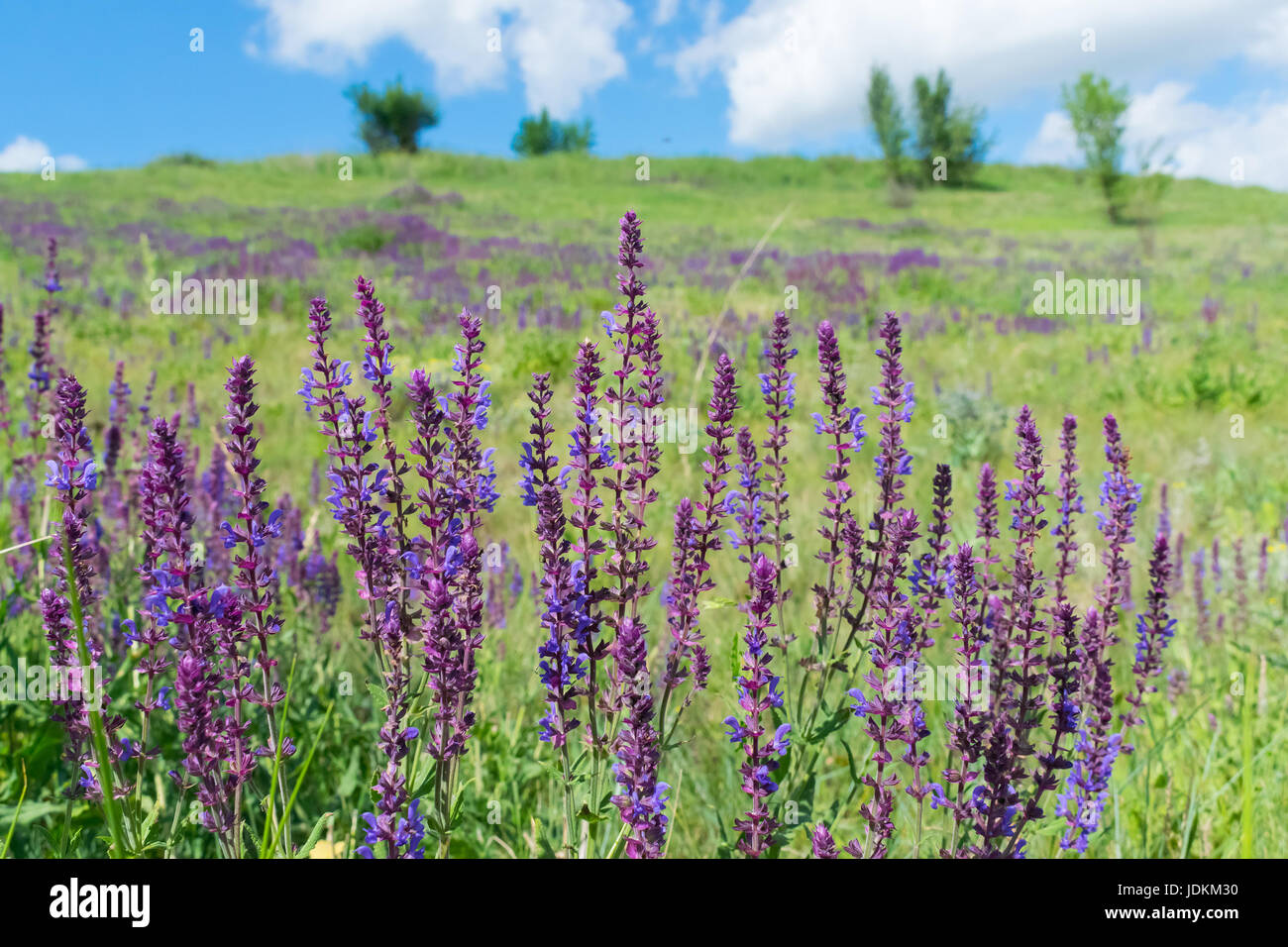 Sage hill hi-res stock photography and images - Alamy