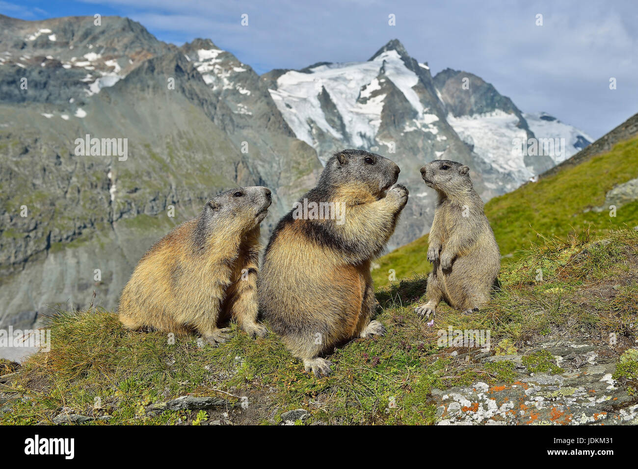Murmeltier, Alpenmurmeltier, (Marmota marmota Stock Photo - Alamy