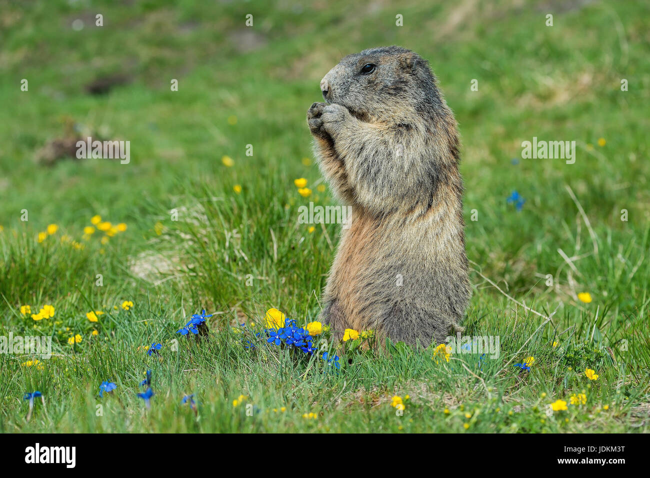 Murmeltier, Alpenmurmeltier, (Marmota marmota Stock Photo - Alamy