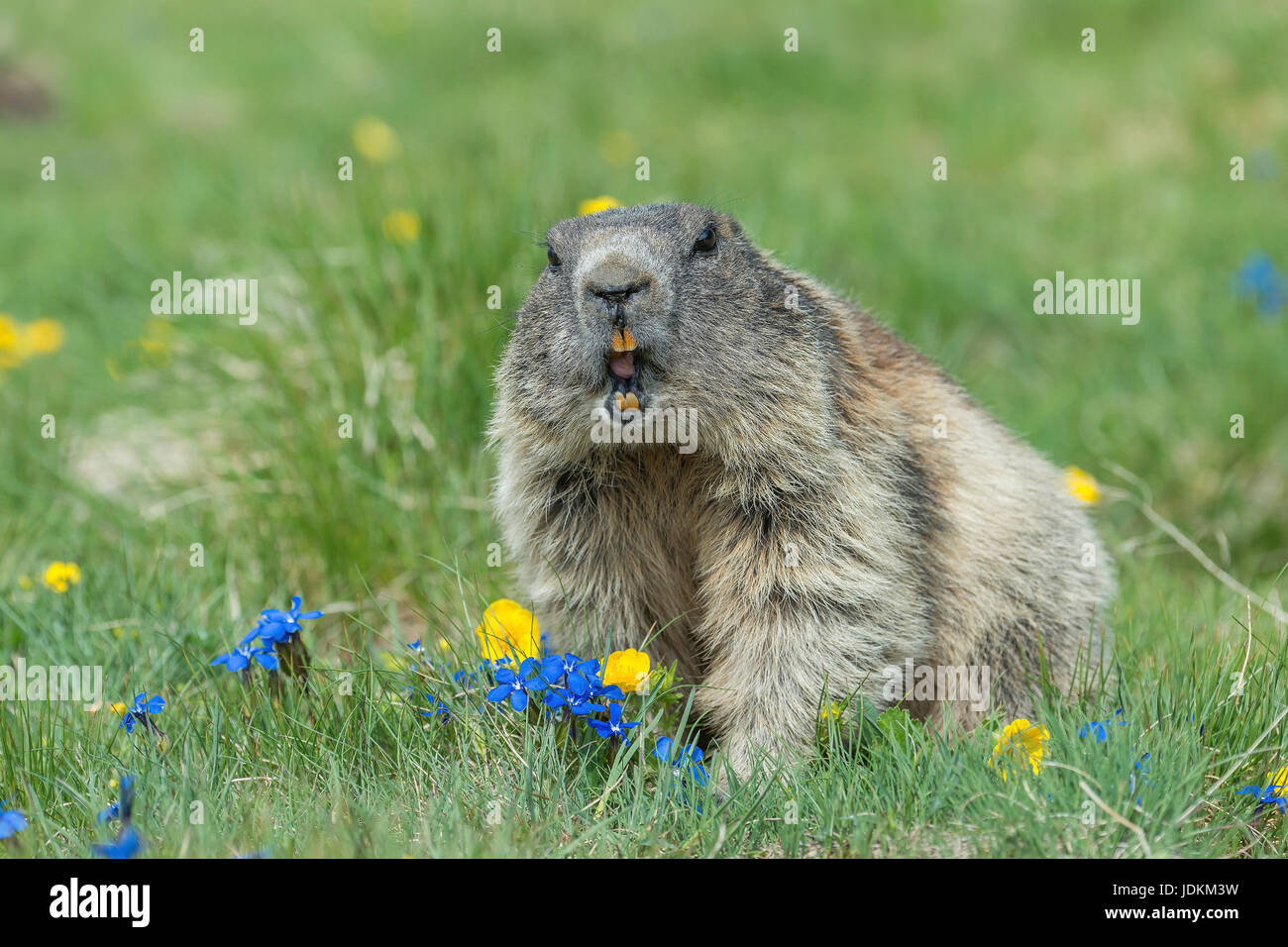 Murmeltier, Alpenmurmeltier, (Marmota marmota Stock Photo - Alamy