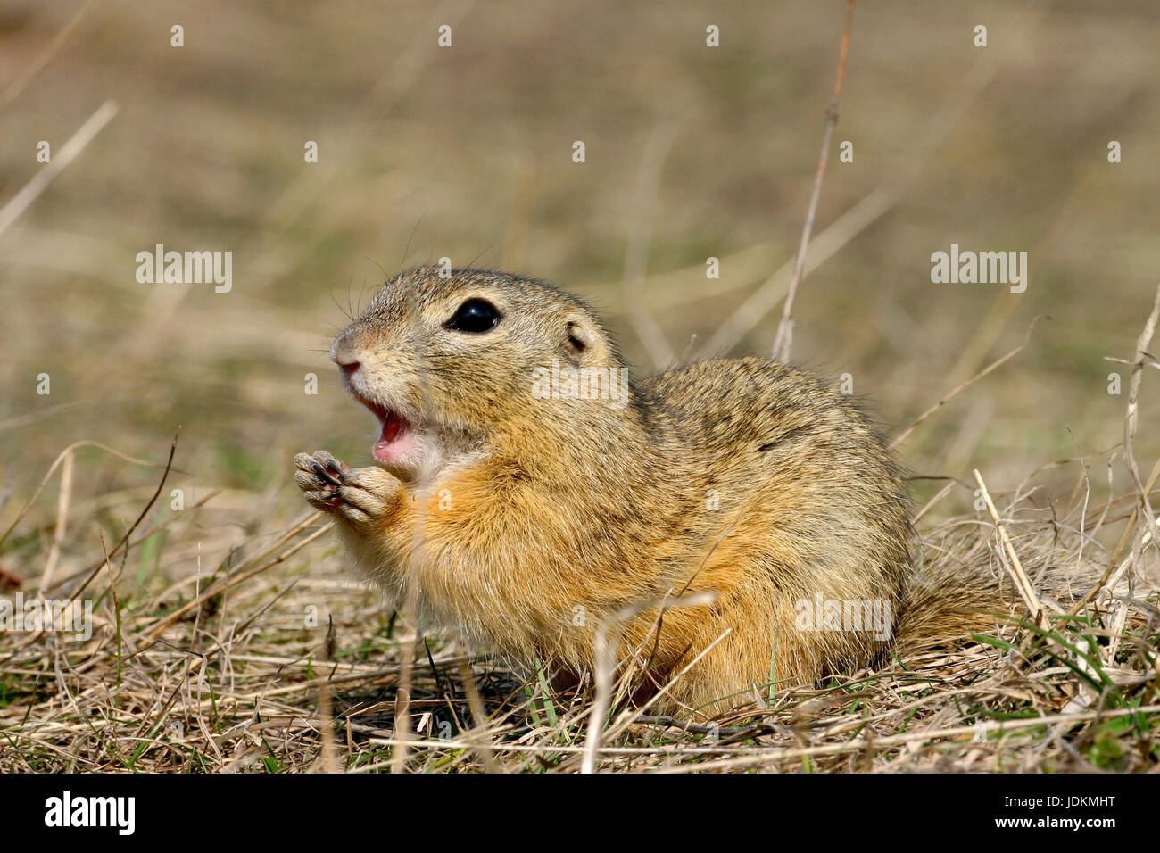 Ziesel, (Citellus citellus Stock Photo - Alamy