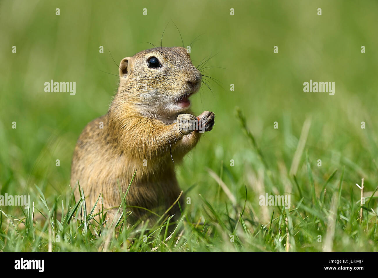 Ziesel, (Citellus citellus Stock Photo - Alamy