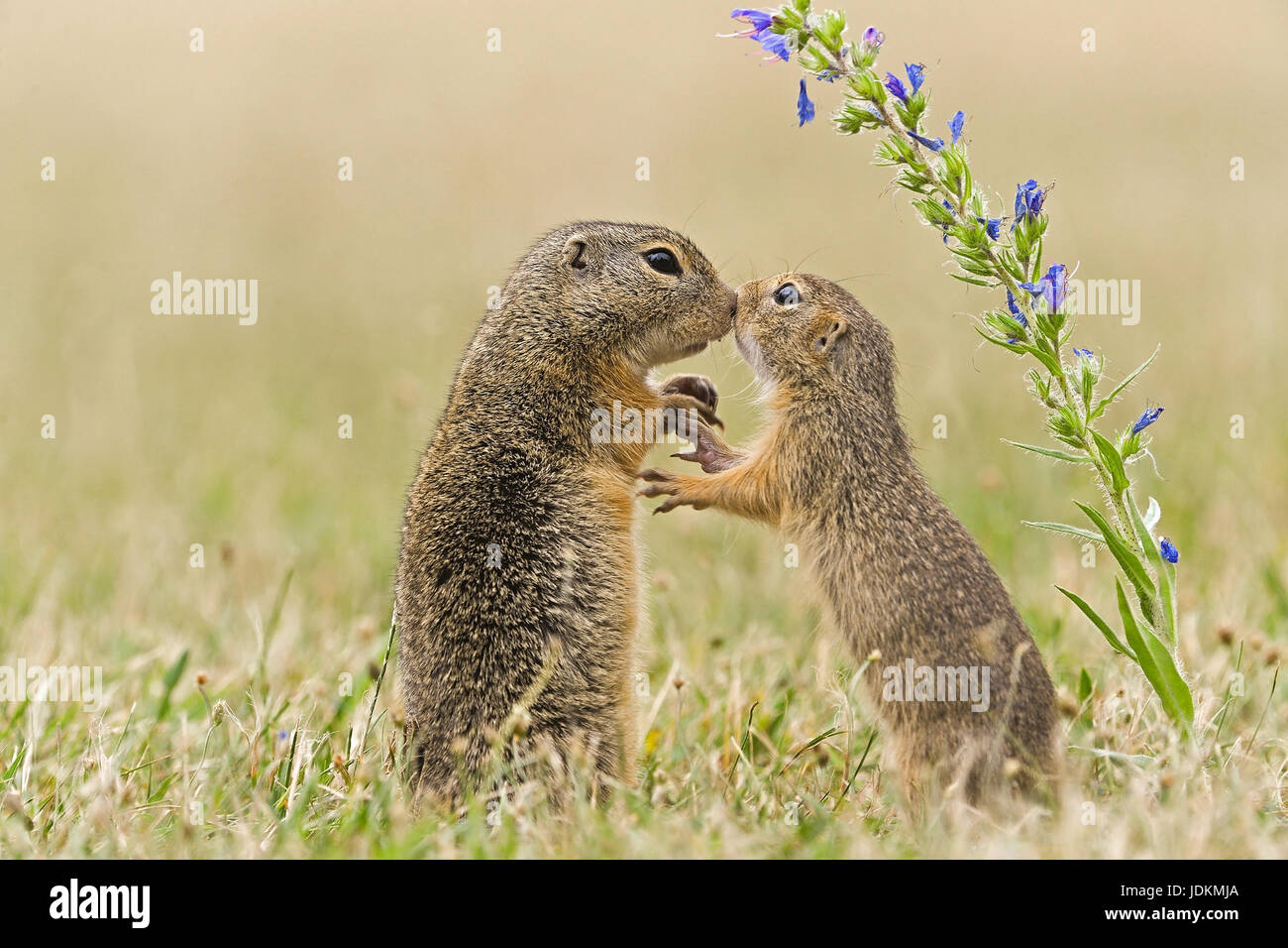 Ziesel, (Citellus citellus Stock Photo - Alamy