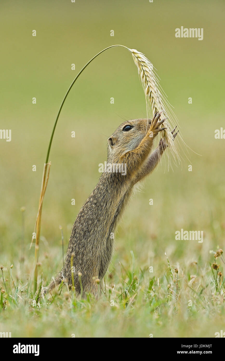 Ziesel, (Citellus citellus Stock Photo - Alamy