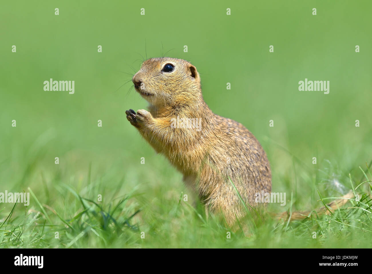 Europaeisches ziesel hi-res stock photography and images - Alamy
