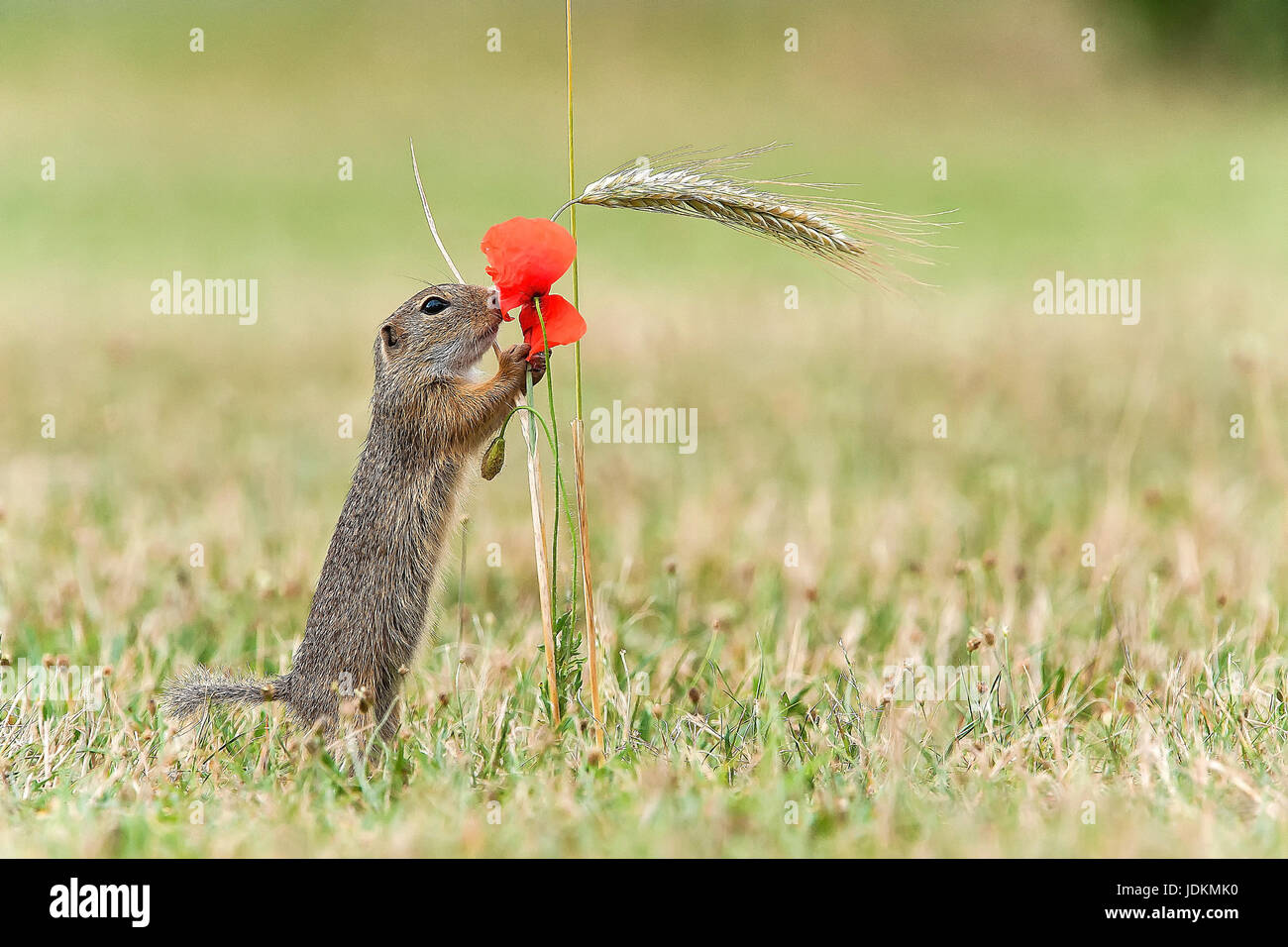 Ziesel, (Citellus citellus Stock Photo - Alamy