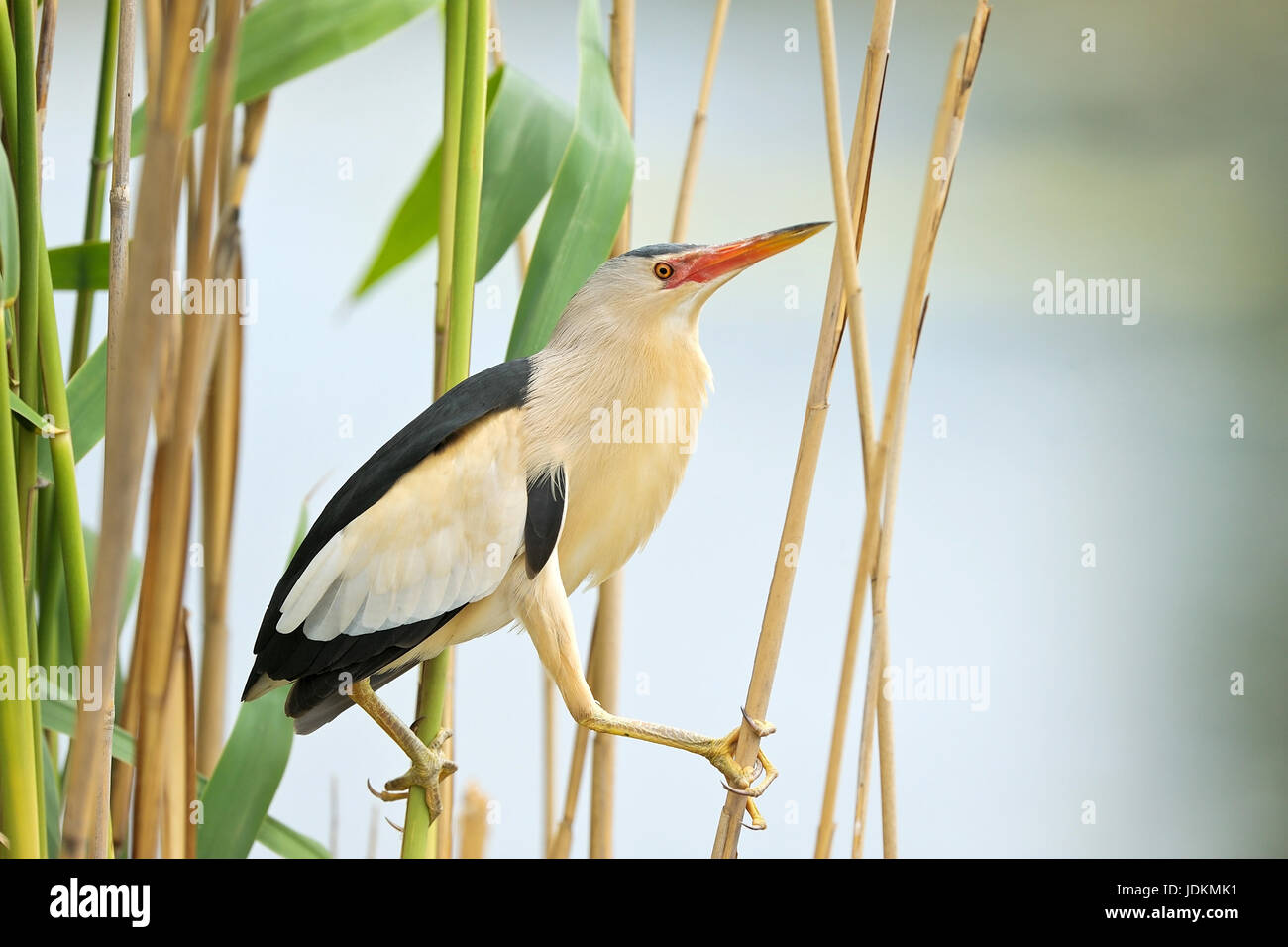 little bittern, common little bittern, Ixobrychus minutus, a wading ...
