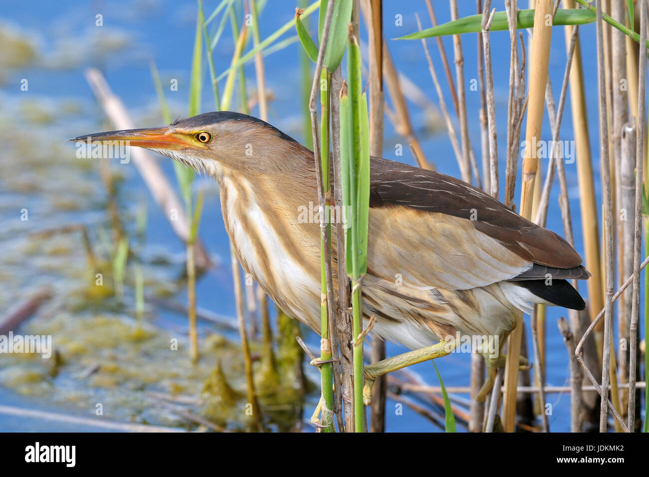 little bittern, common little bittern, Ixobrychus minutus, a wading ...
