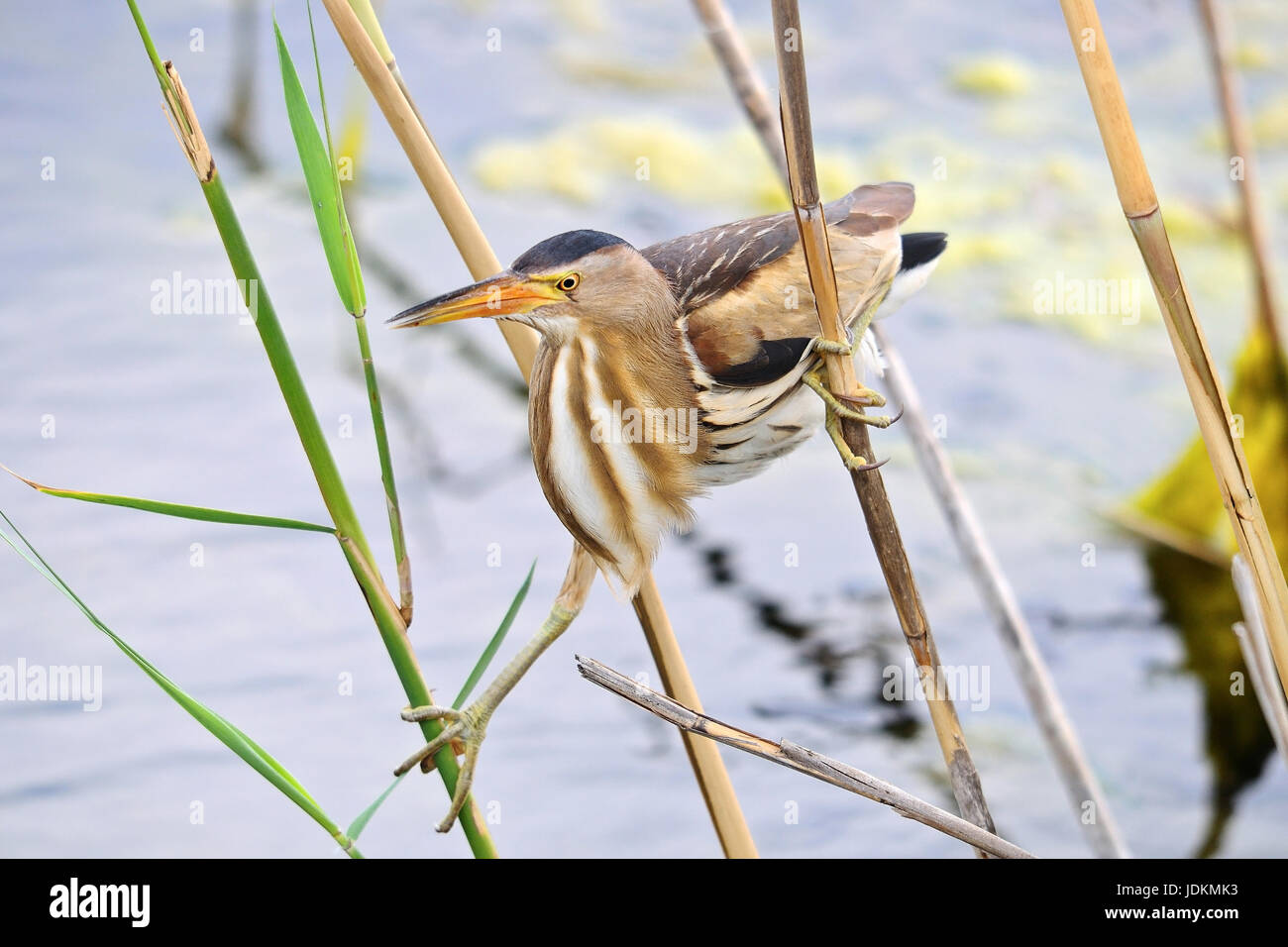 little bittern, common little bittern, Ixobrychus minutus, a wading ...