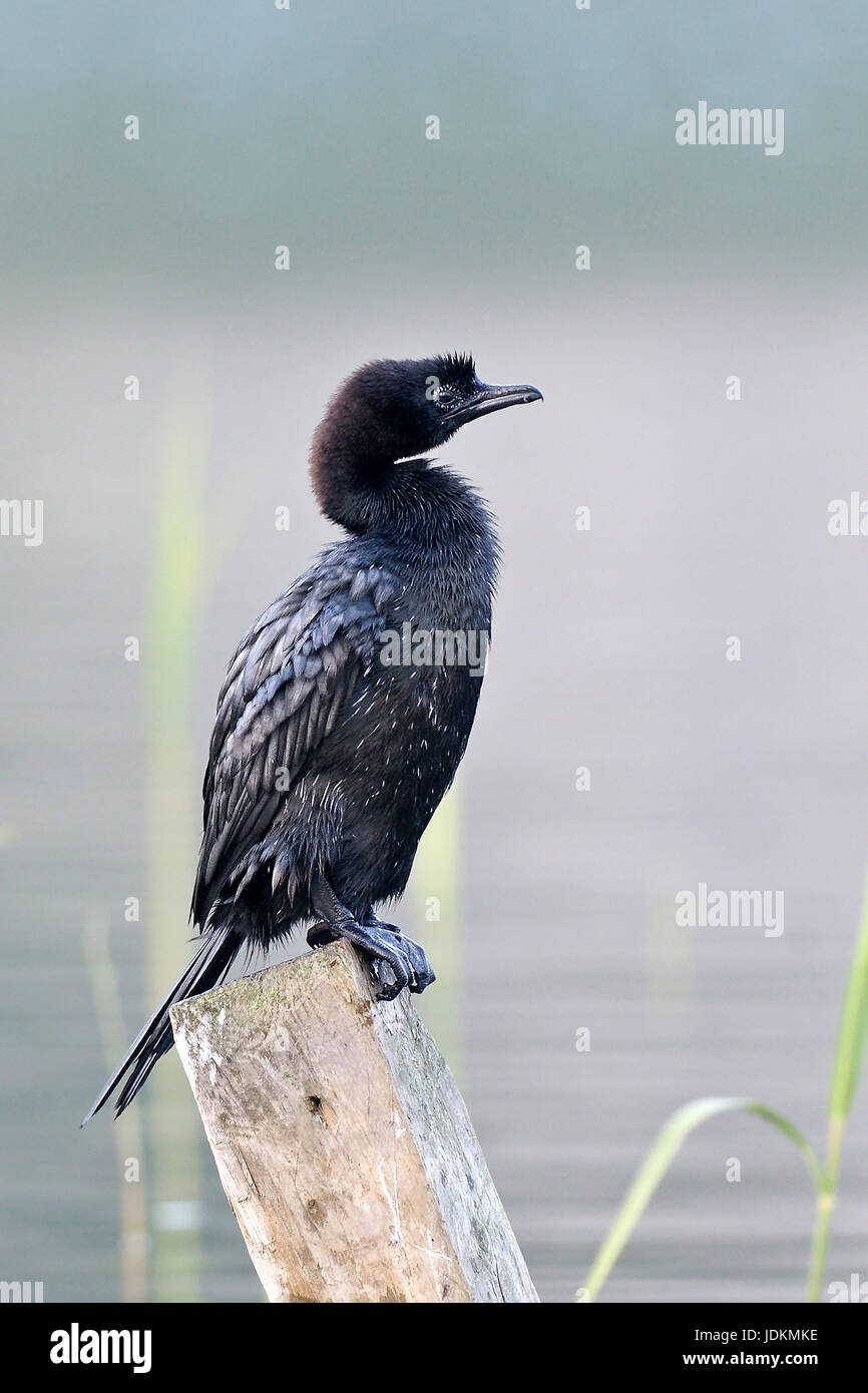 Scharbe hi-res stock photography and images - Alamy