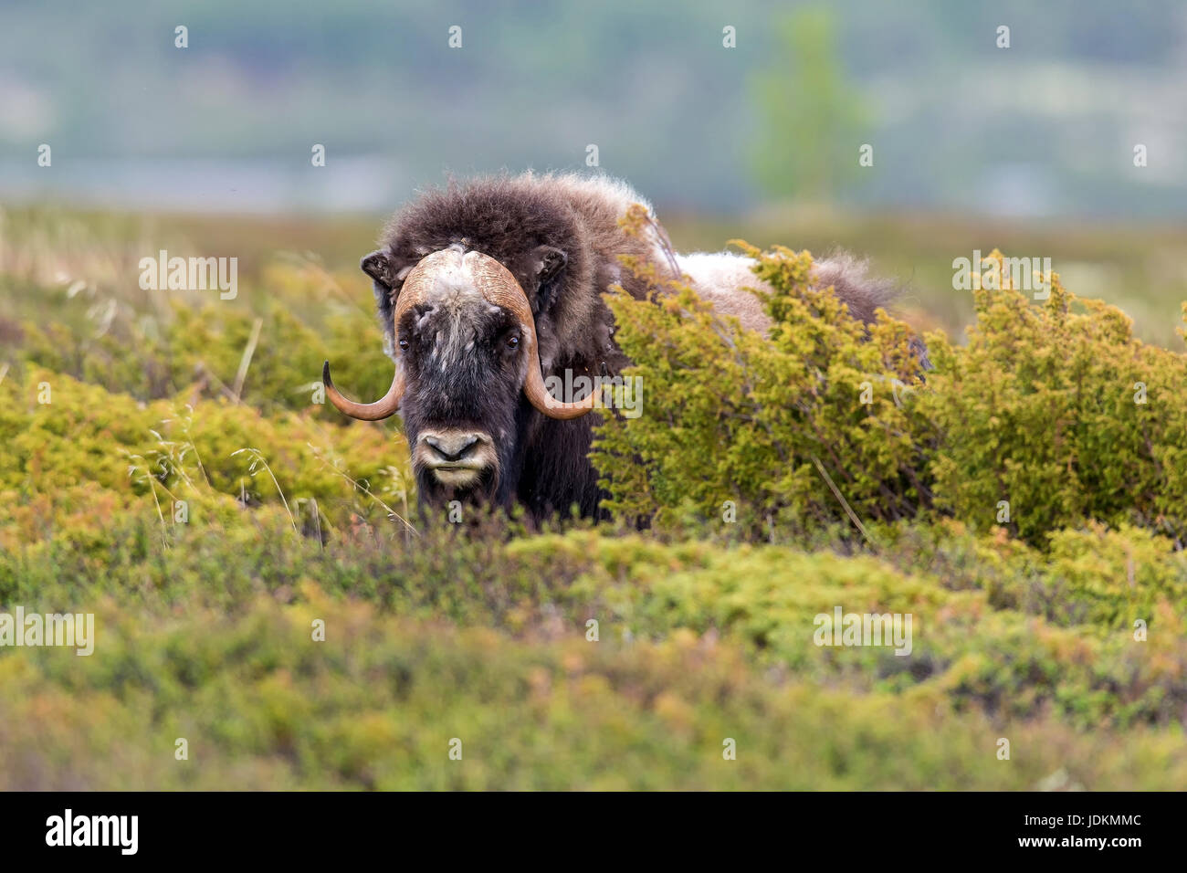 Moschusochse hi-res stock photography and images - Alamy