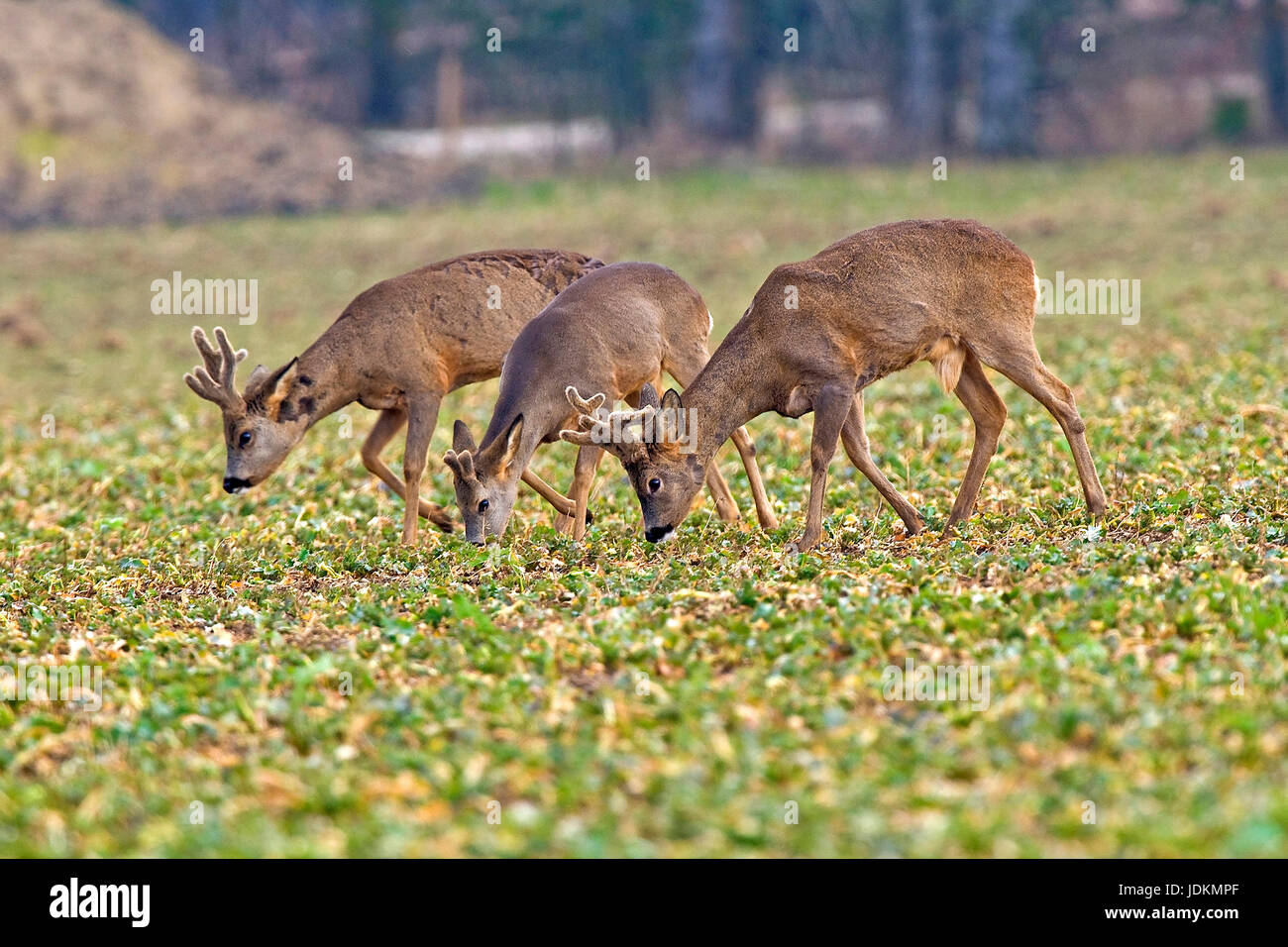 Reh (Capreolus capreolus) deer Stock Photo - Alamy