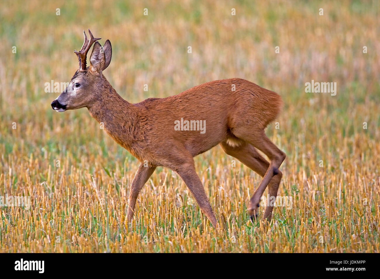 Reh (Capreolus capreolus) deer Stock Photo - Alamy