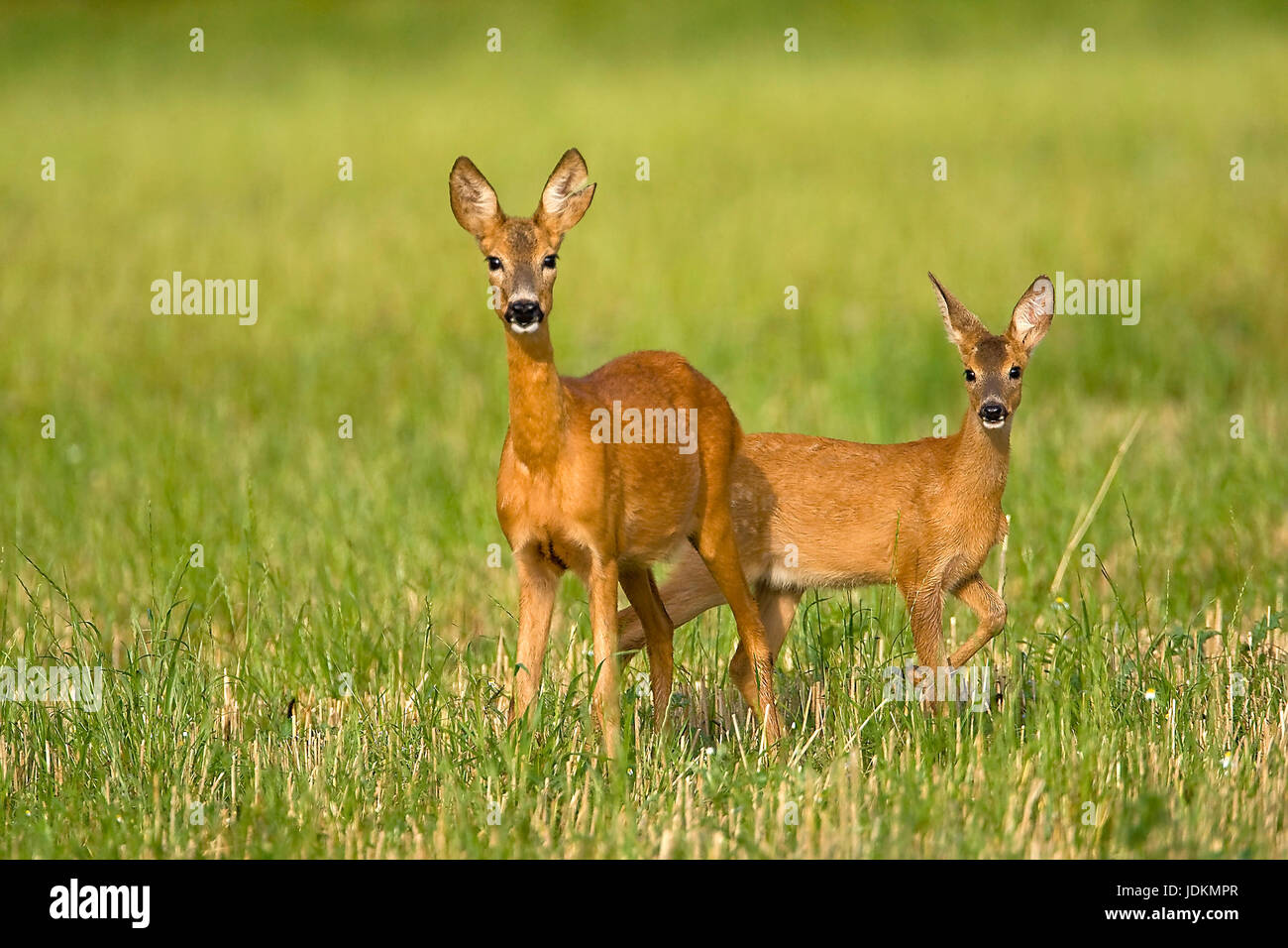Reh (Capreolus capreolus) deer Stock Photo - Alamy