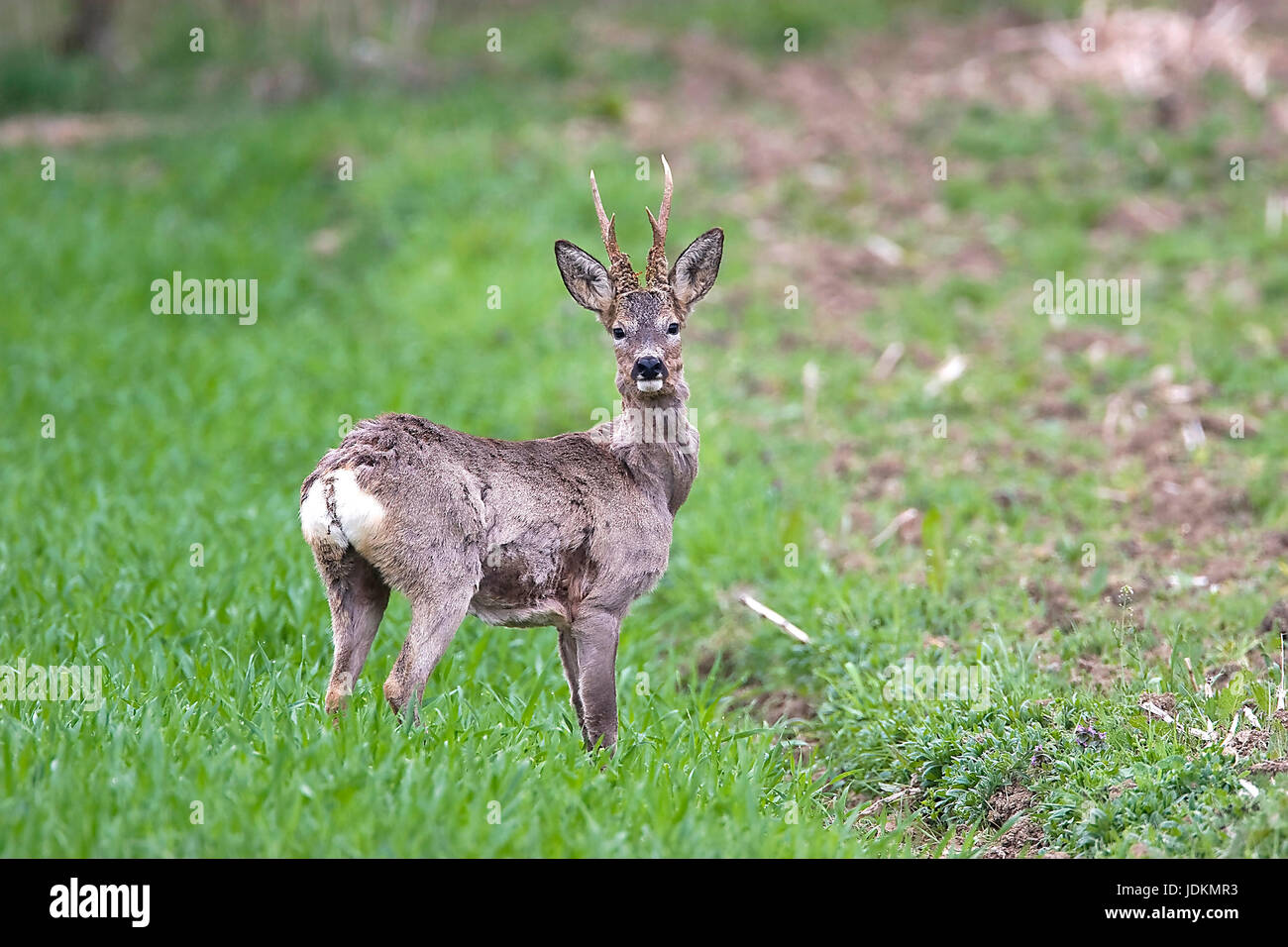 Reh (Capreolus capreolus) deer Stock Photo - Alamy